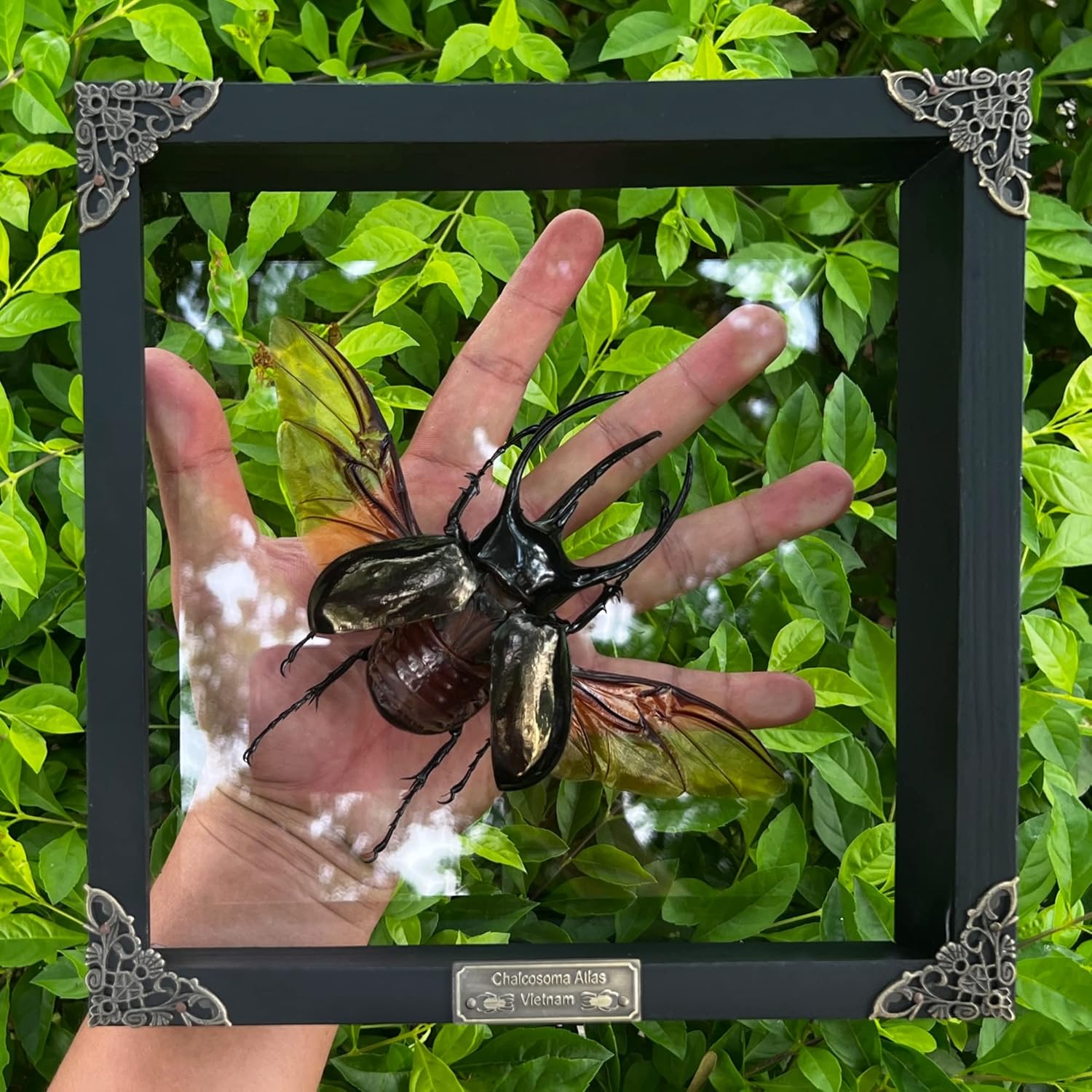 Amazon.com: Real Framed Giant Atlas Beetle Glass Handmade Shadow Box ...