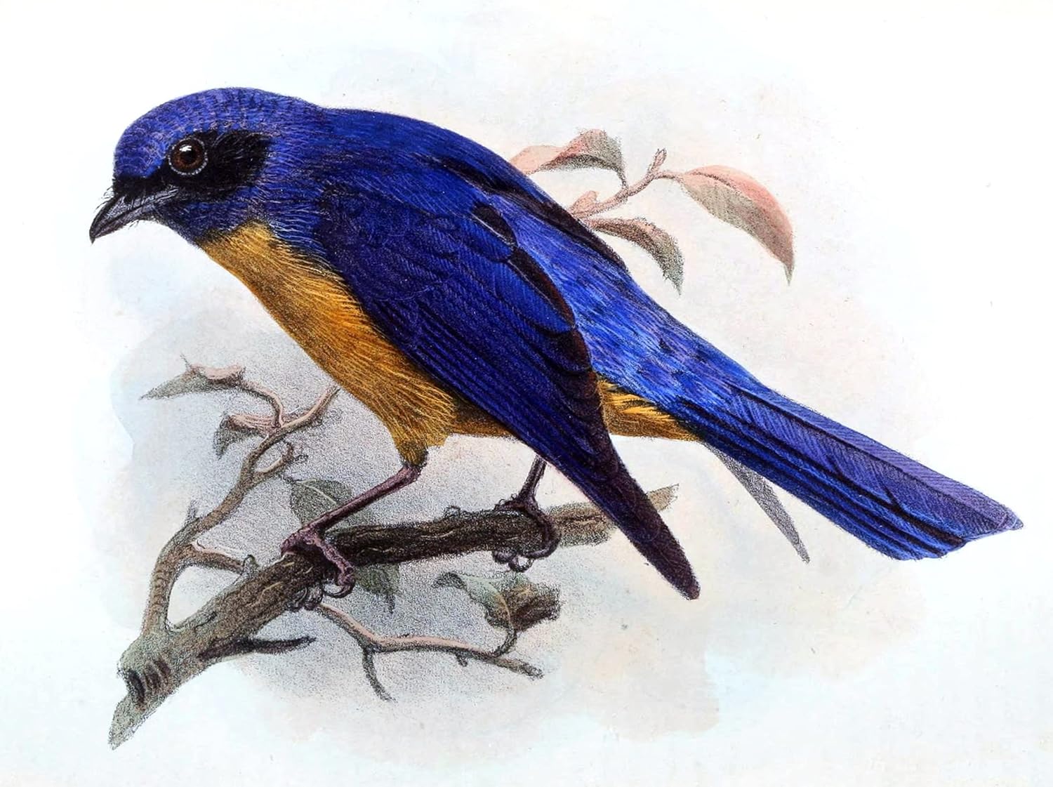 Cyornis Birds by Joseph Wolf Accent Tile Mural Kitchen Bathroom Wall Backsplash Behind Stove ...