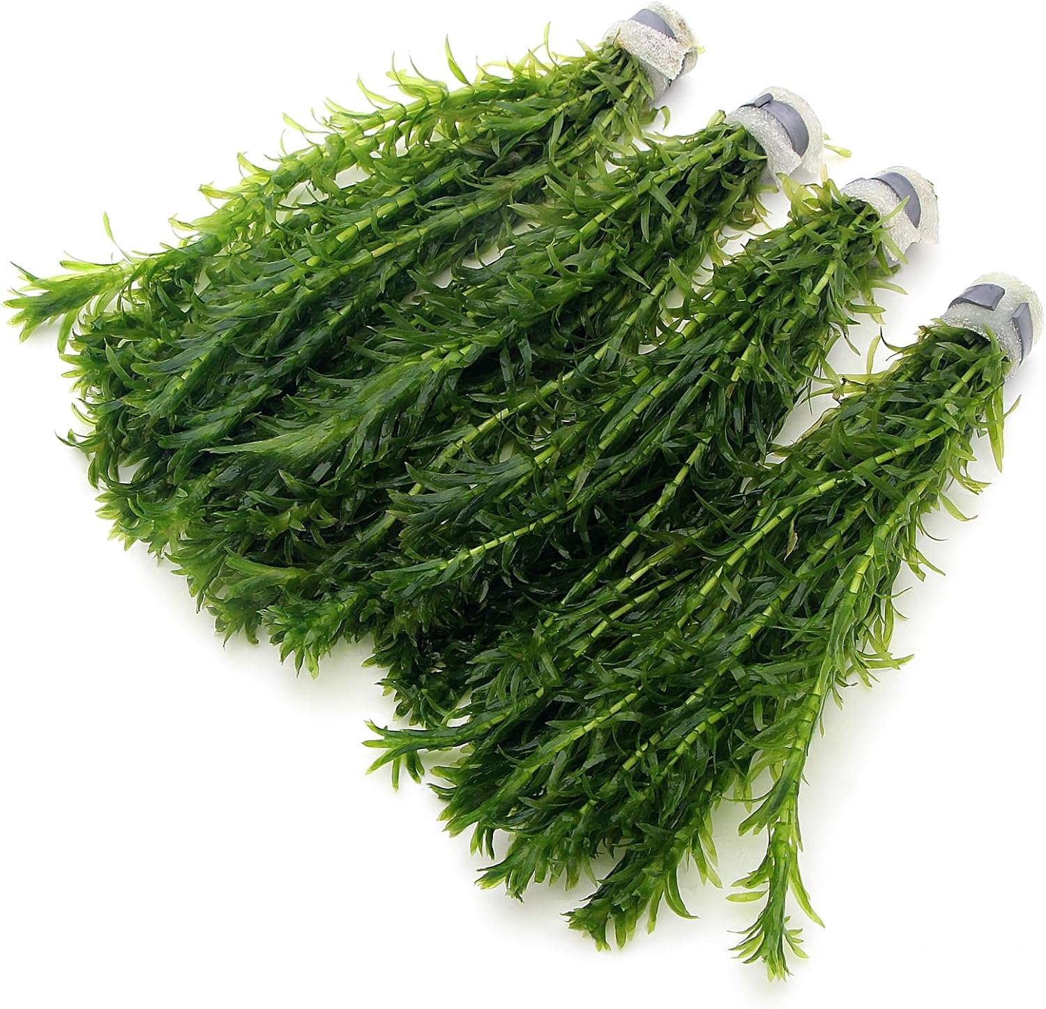 40 Elodea Densa Stems - 4 Bunches - Oxygenating Weed Live Pond Plant ...