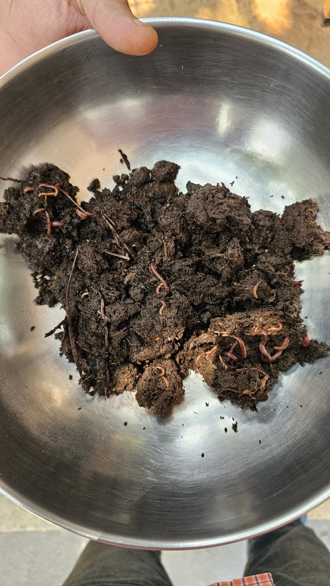 HomeGrownWorms - 500 (1/2lb+) Red Wigglers Live Worms for Composting ...