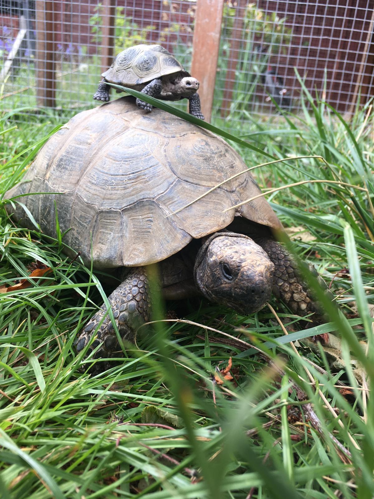 Schleich 191437 14601-Wild Life Giant Tortoise : Amazon.co.uk: Toys & Games