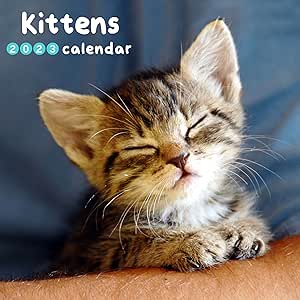 Amazon.com: Yasest Cute Kittens Wall Calendar 2023 Monthly | 11" x 16.5 ...