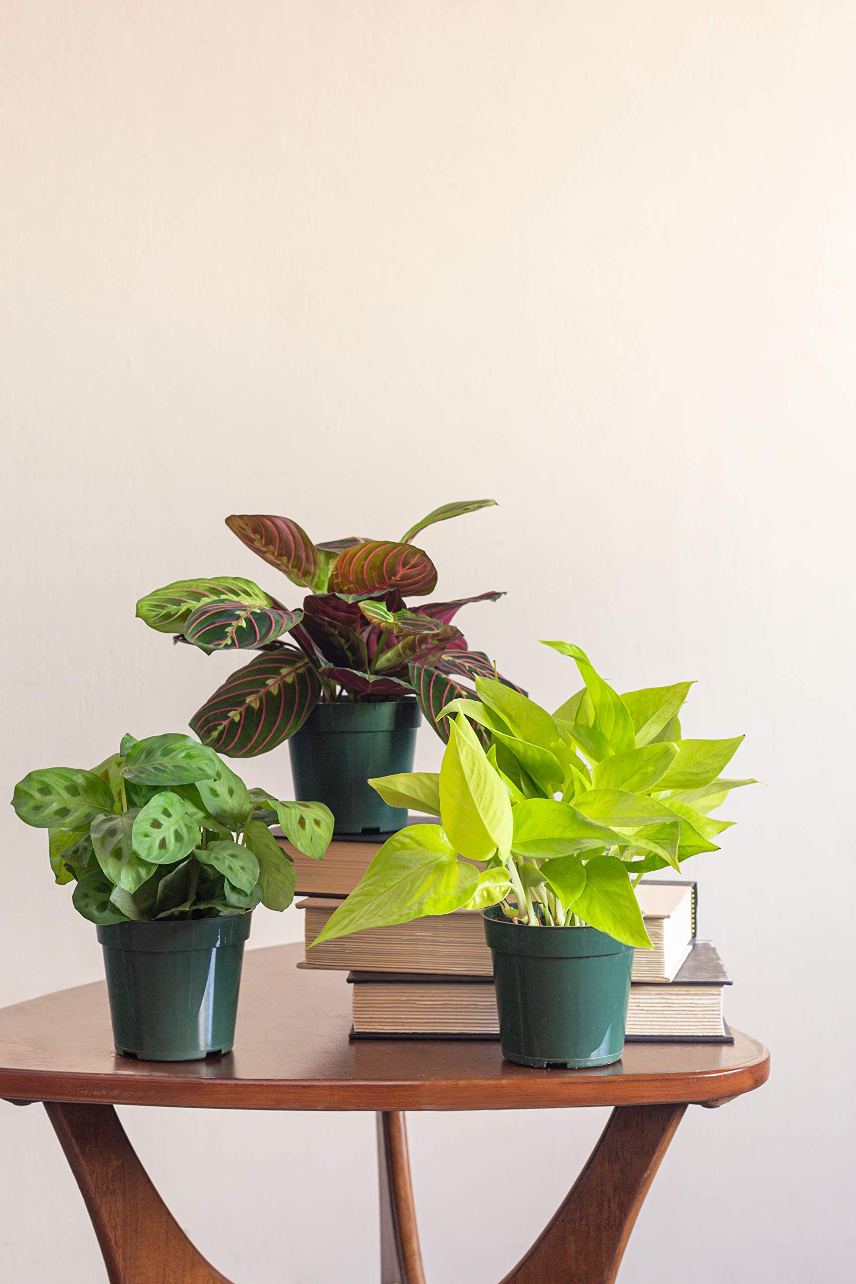 Urban Jungle Pothos Golden in 4-inch Grower Pot (Live Plant): Buy ...