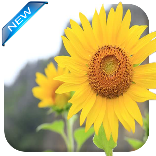 Flower Wallpapers - App on Amazon Appstore