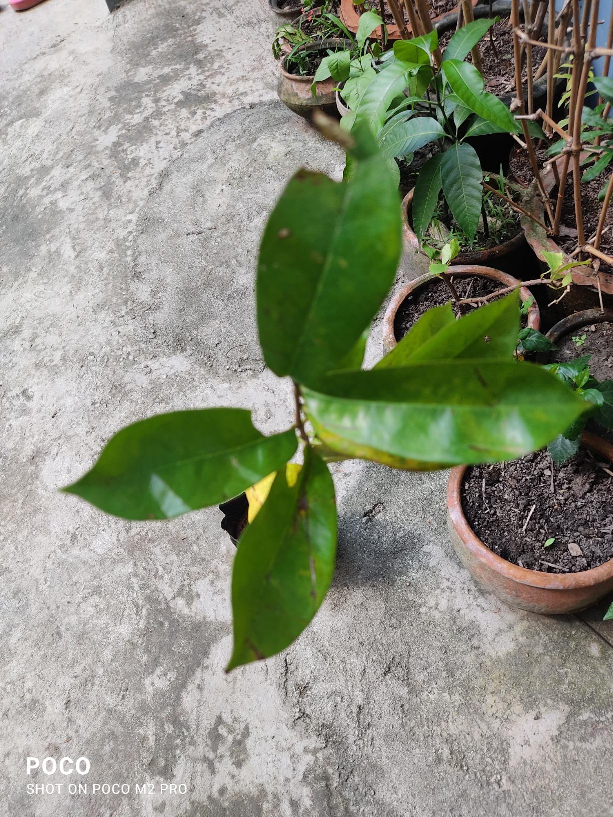 Creative Farmer Live Plant Soursop Annona Muricata Dwarf Rare Medicinal ...