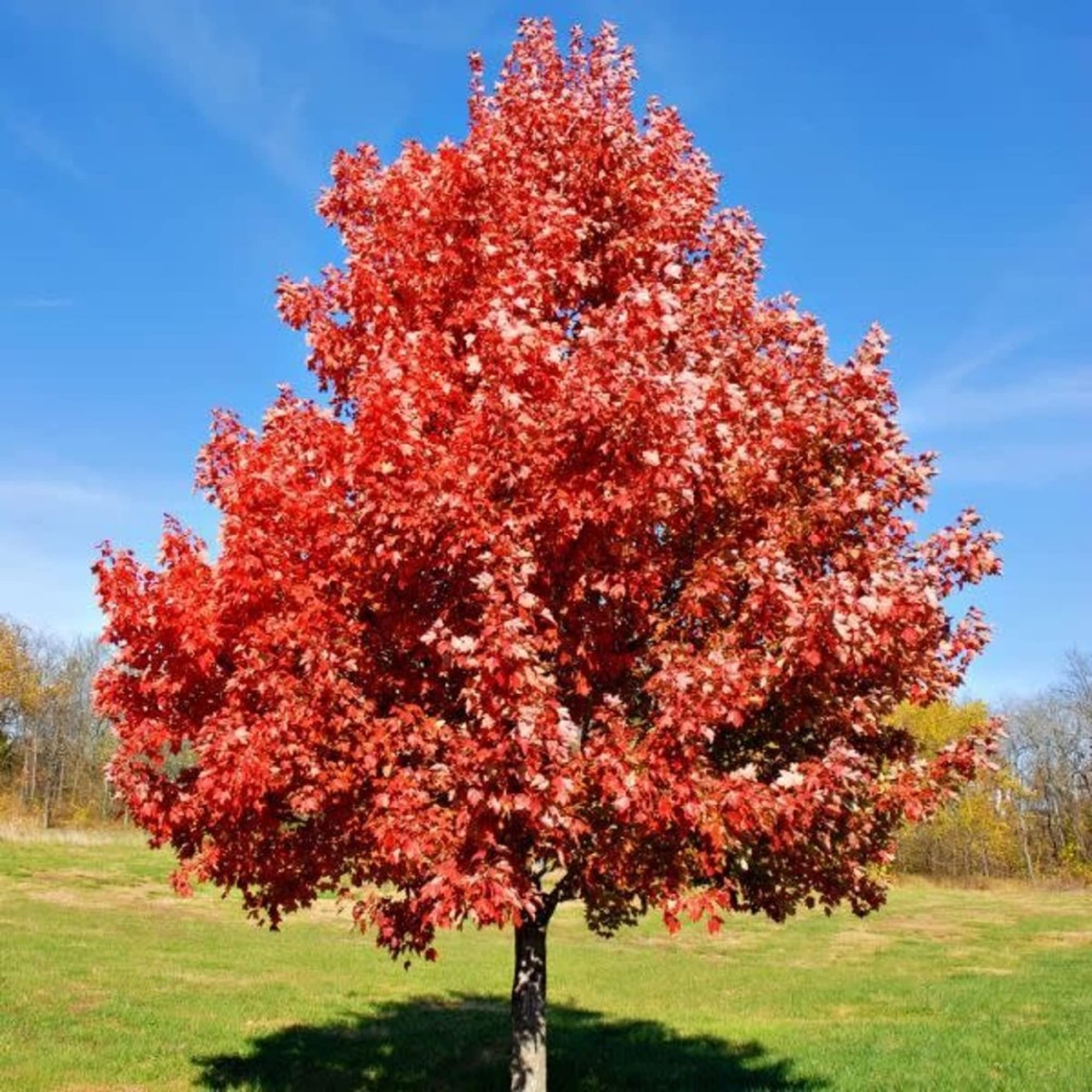 Amazon.com : CHUXAY GARDEN 10 Seeds Acer Rubrum,Red Maple,Swamp Maple ...