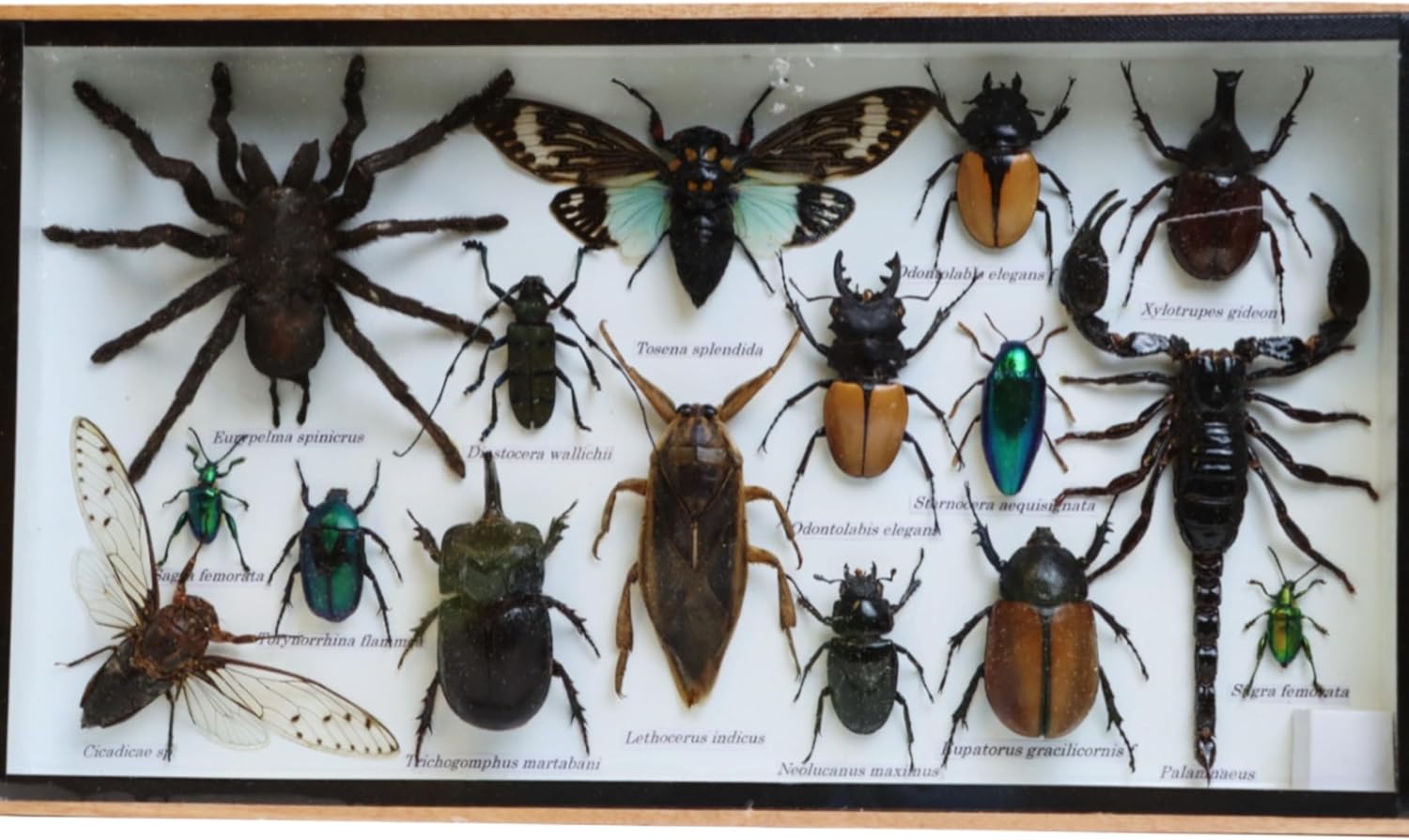 Amazon.com - Avangtar Reptiles Exotic Real Taxidermy Insects Mixed Set ...
