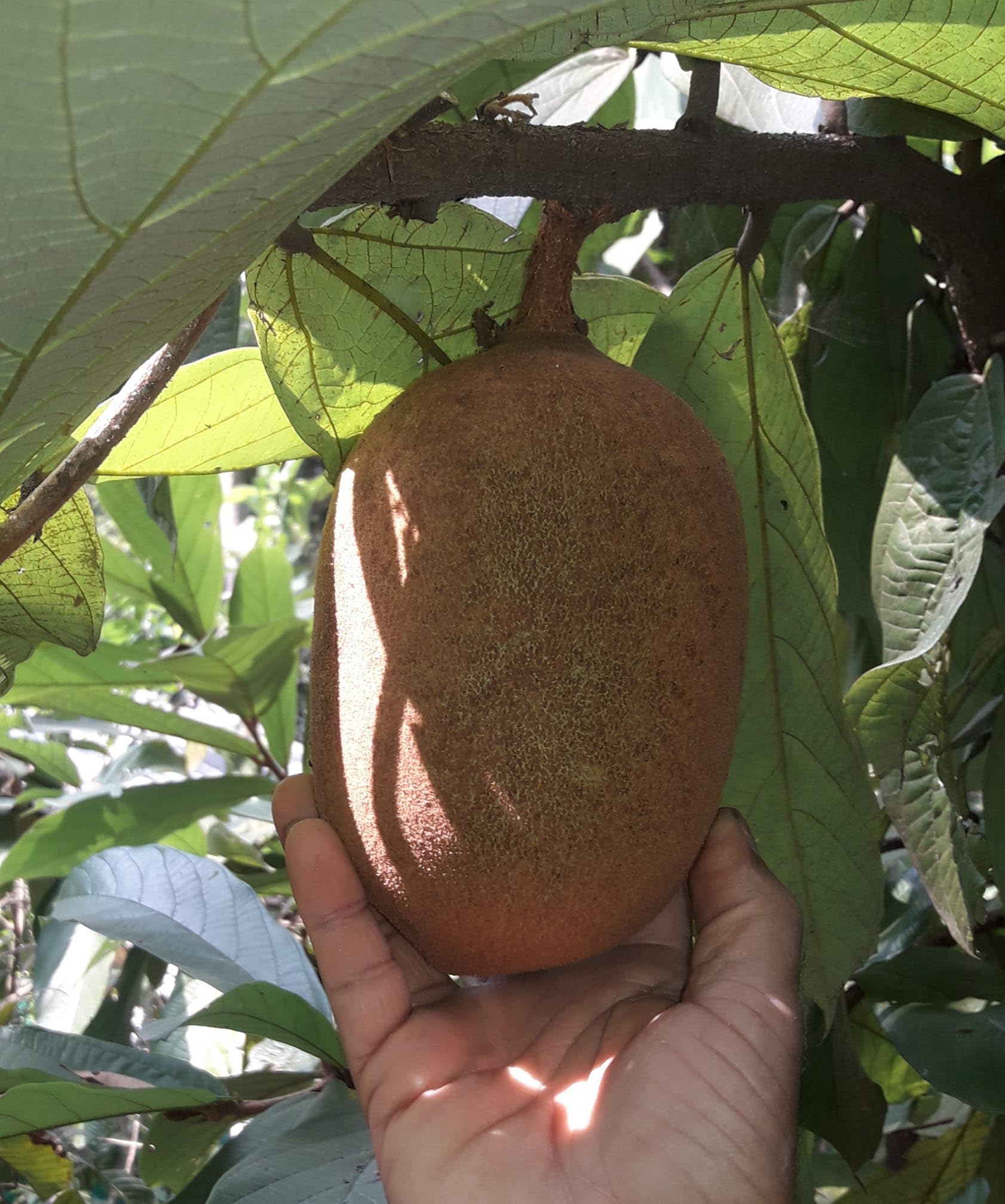 Cupuacu Tree