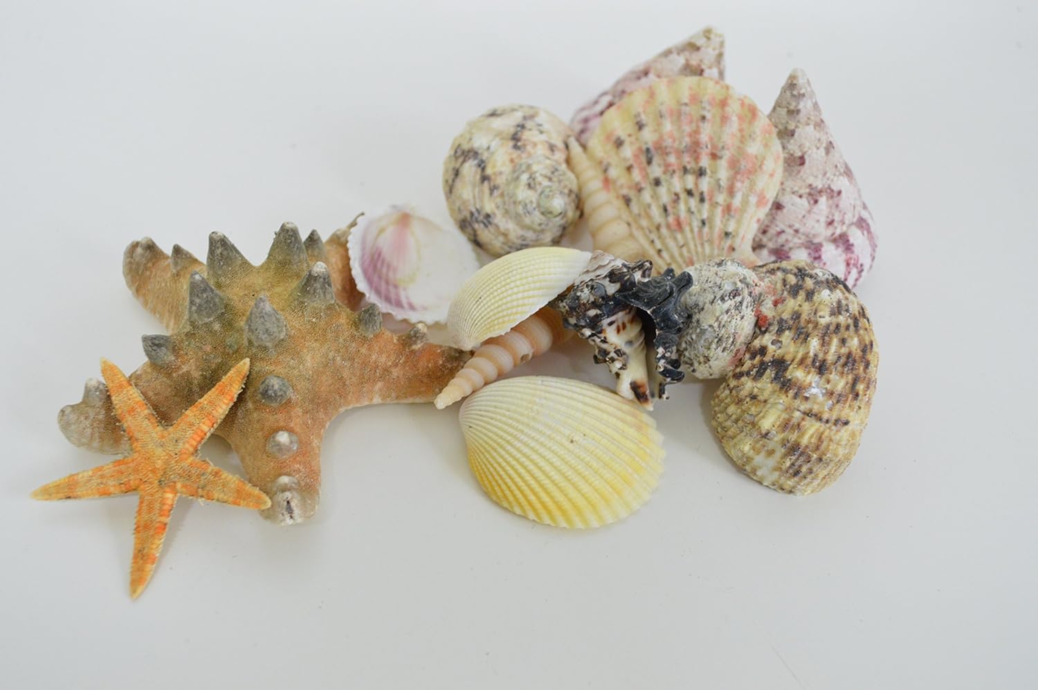 13 Assorted Medium Seashells and Starfish. Sea Shells from Sustainable ...
