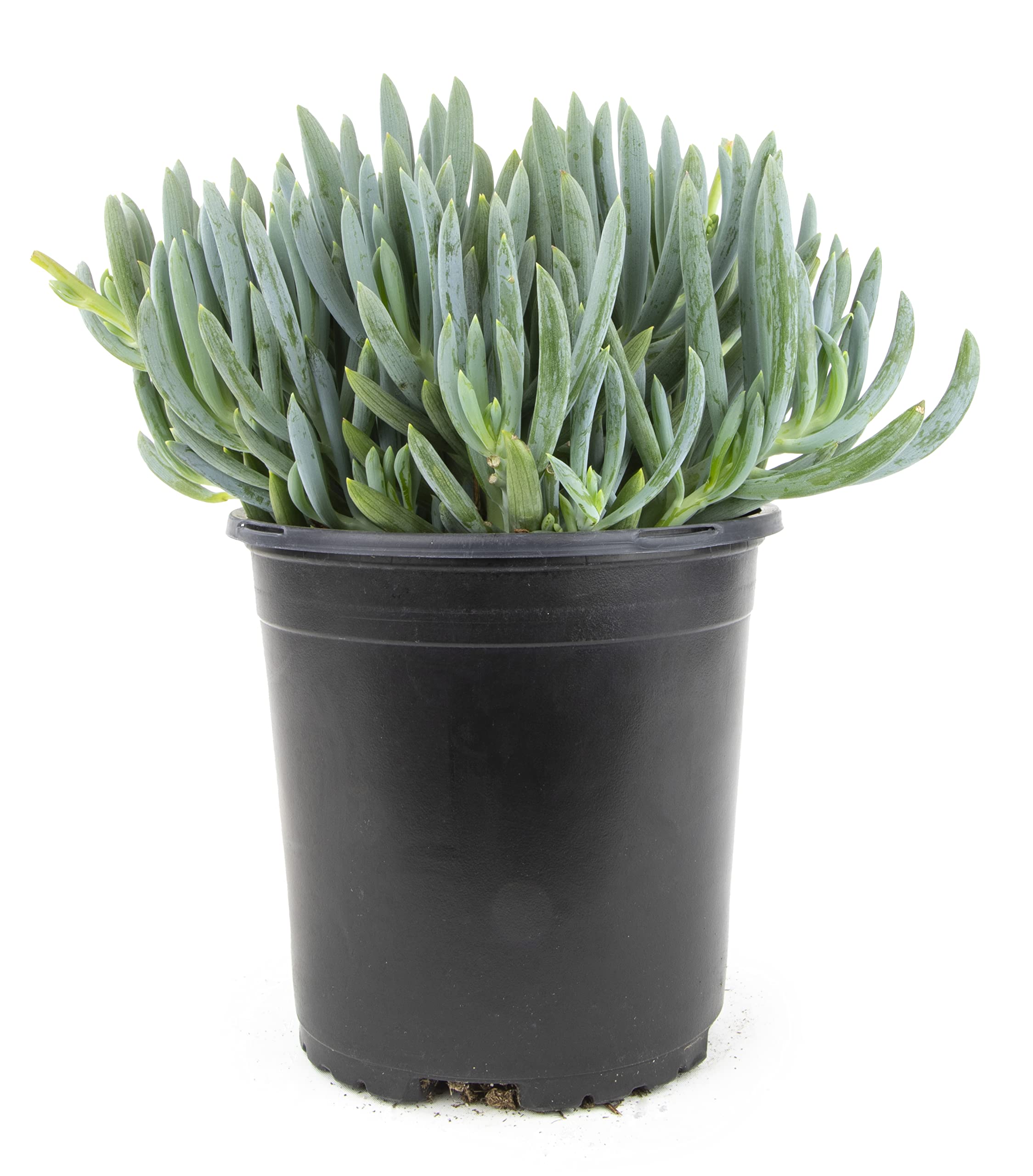 Senecio Mandraliscae Care