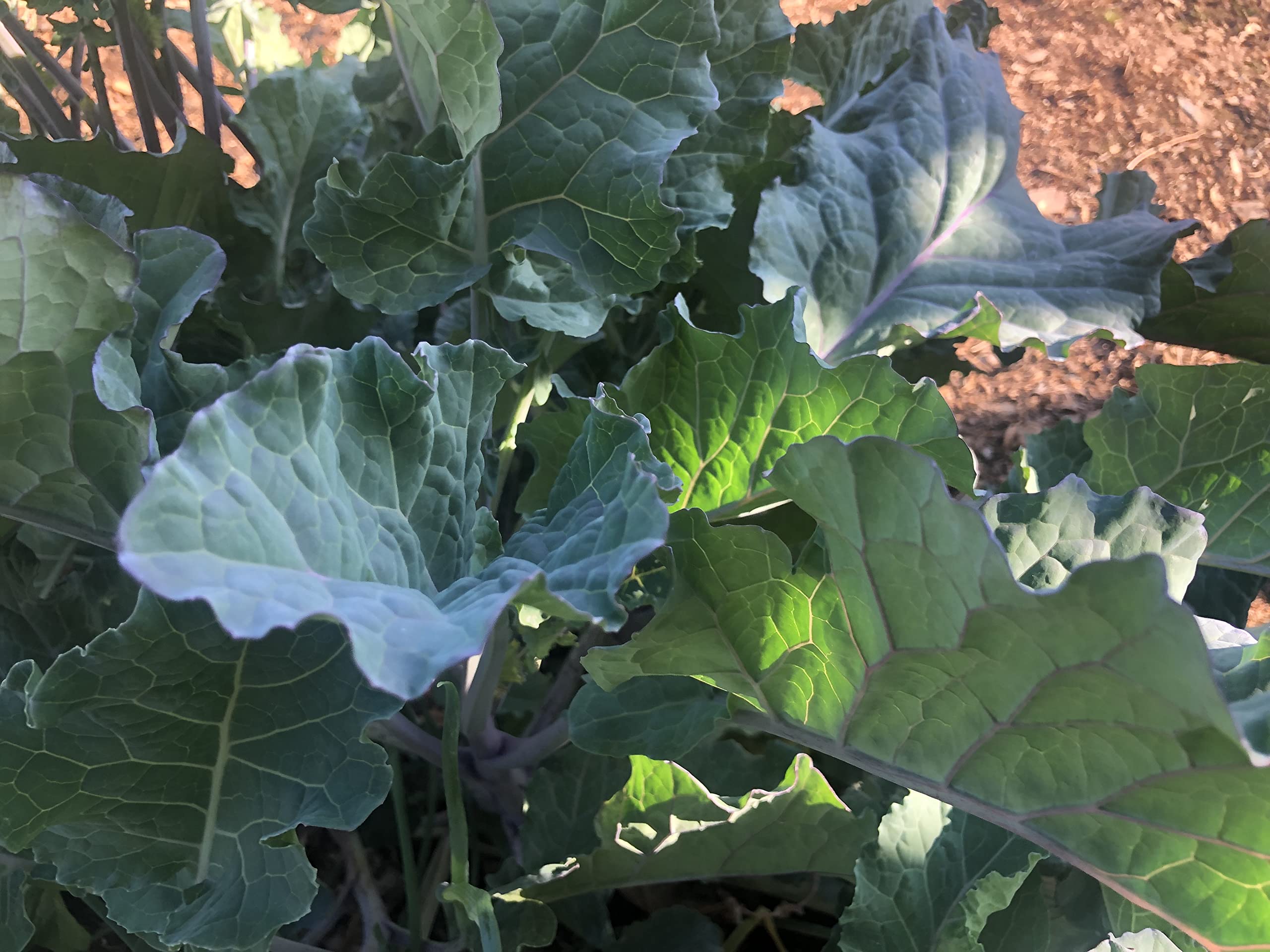 Amazon.com : 2 Packages of Purple Tree Collard Seeds - 50 Seeds Per ...