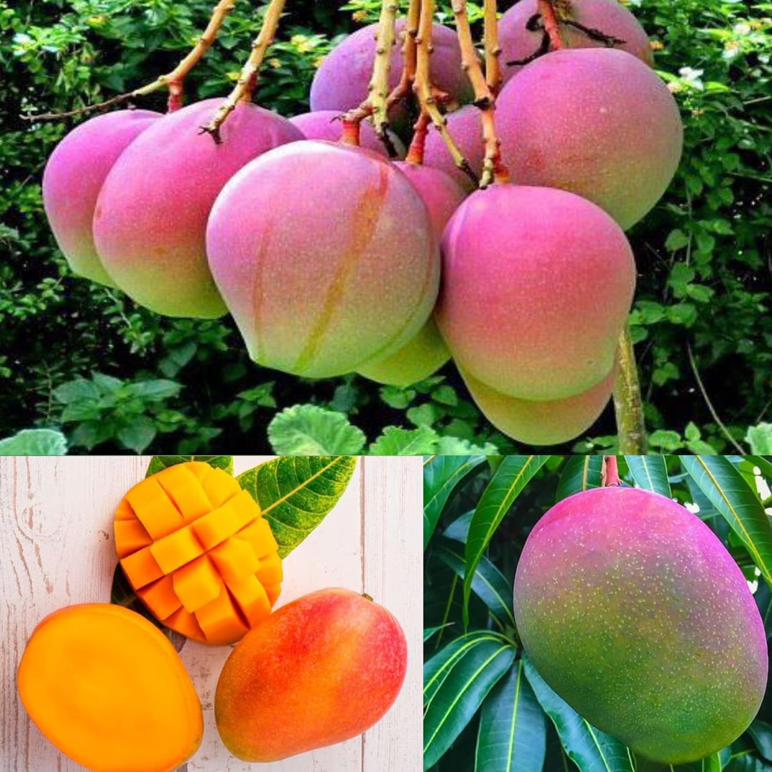 Eroanvia Combo 2 "Pink Mango Tree Grafted Mango Plant Hybrid (Plant ...