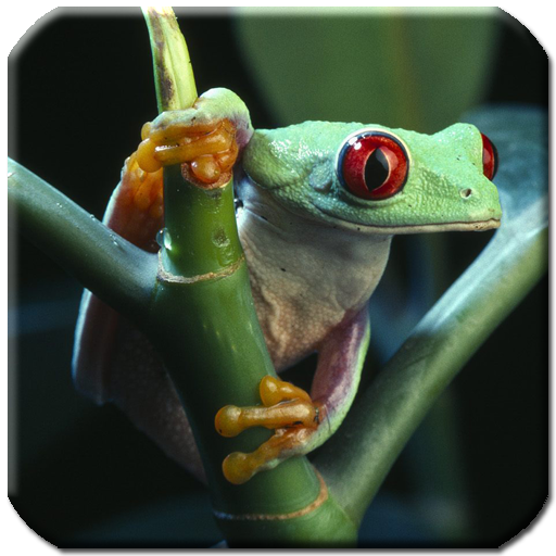 Frog Wallpapers - App on the Amazon Appstore