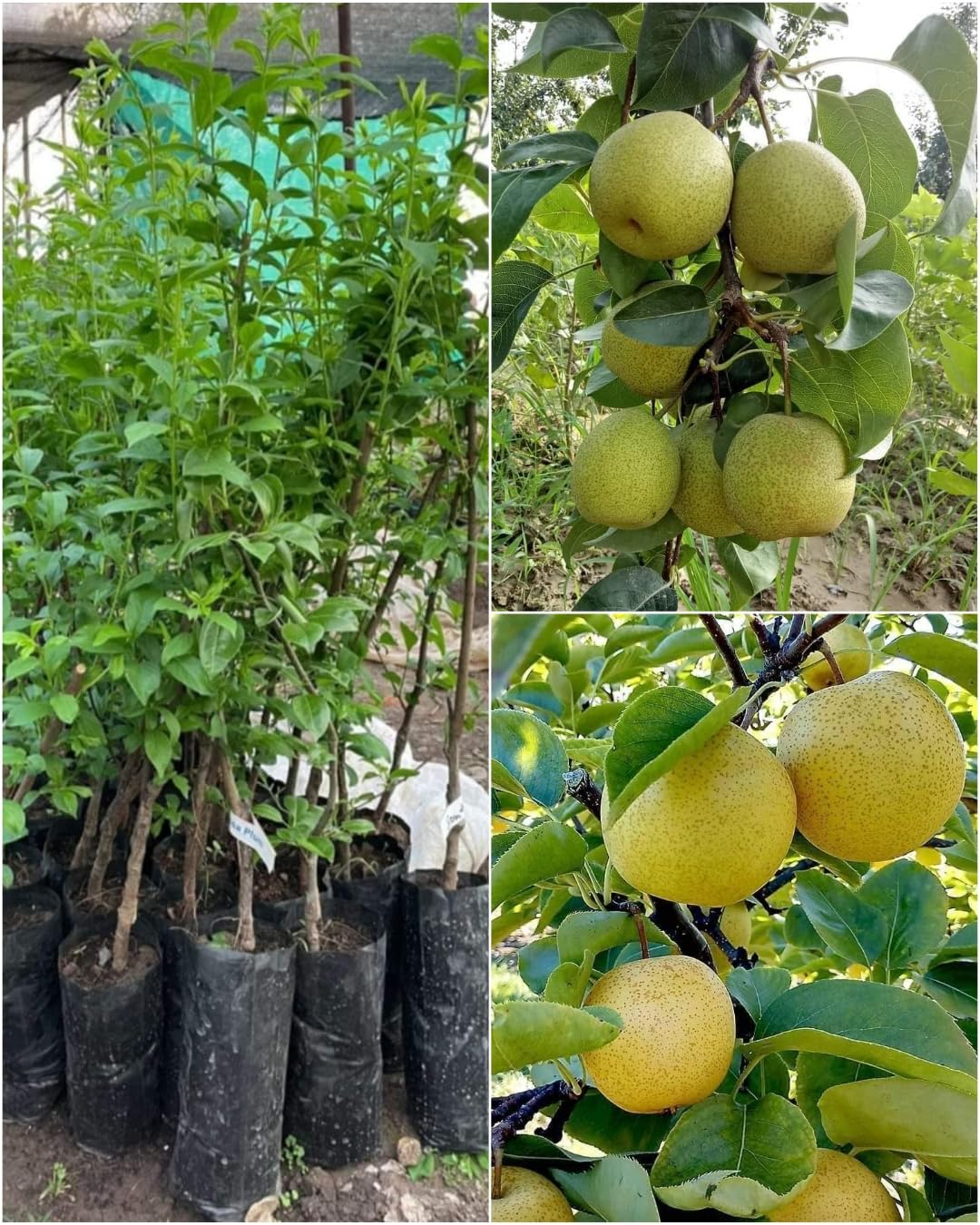 Native Earth Pear/Nashpati Grafted Fruit Plant - Dwarf Variety ...