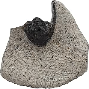 Amazon.com: diademaproetus praecursor Morocco Trilobite Fossil Fossils ...