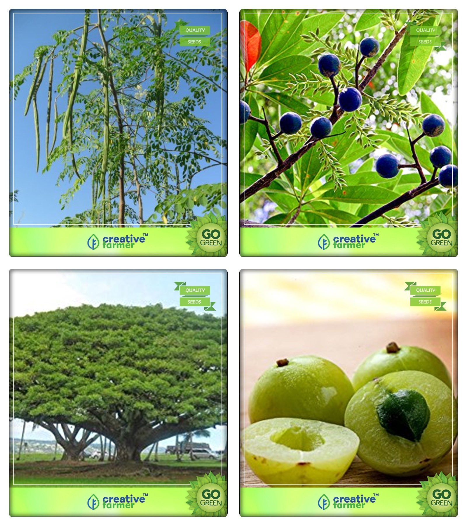 Buy Creative Farmer Tree Seeds For All Season Drumstick,Elaeocarpus ...