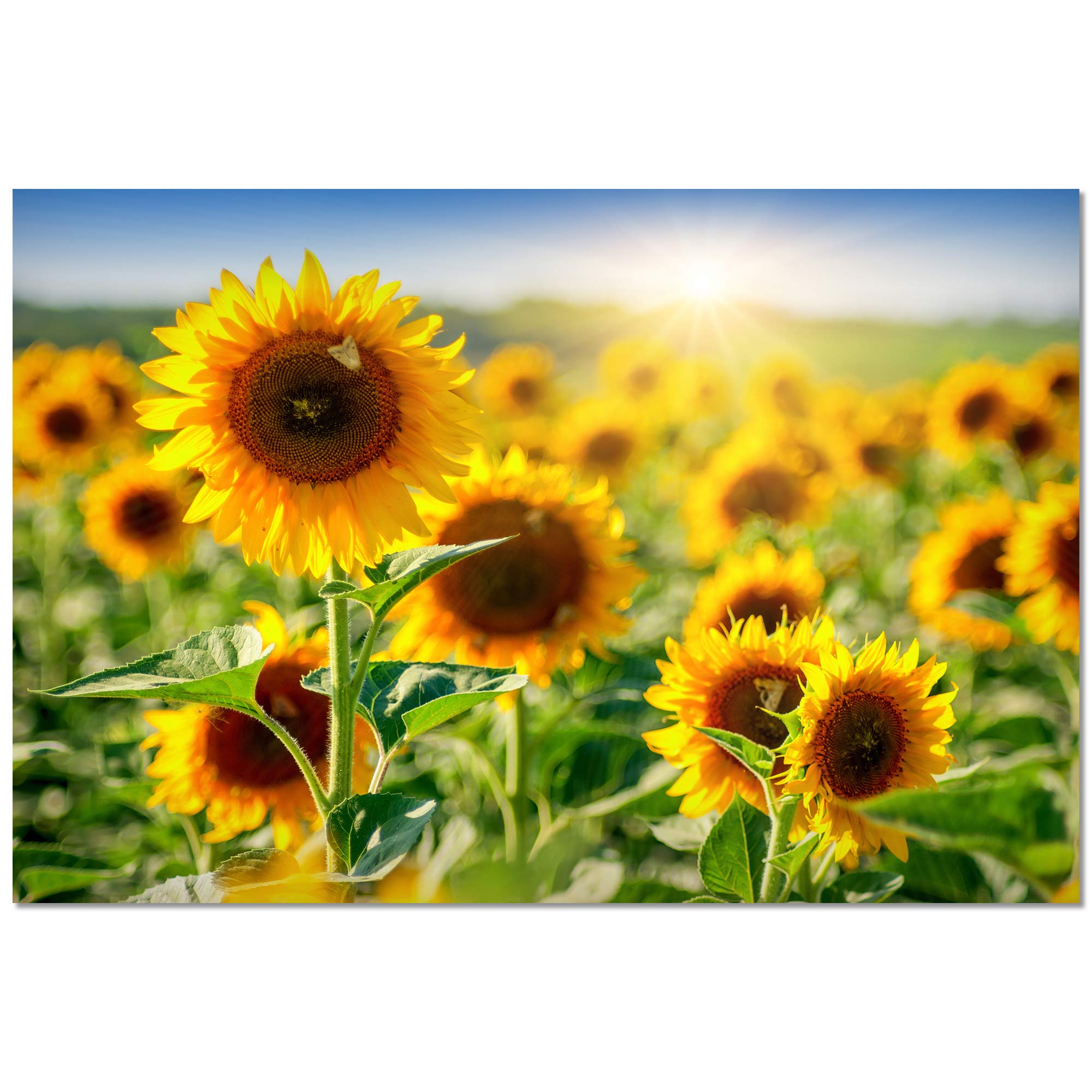 Amazon.com: Sunflower Flowers Gloss Poster - Large 24x16 inch : Office ...