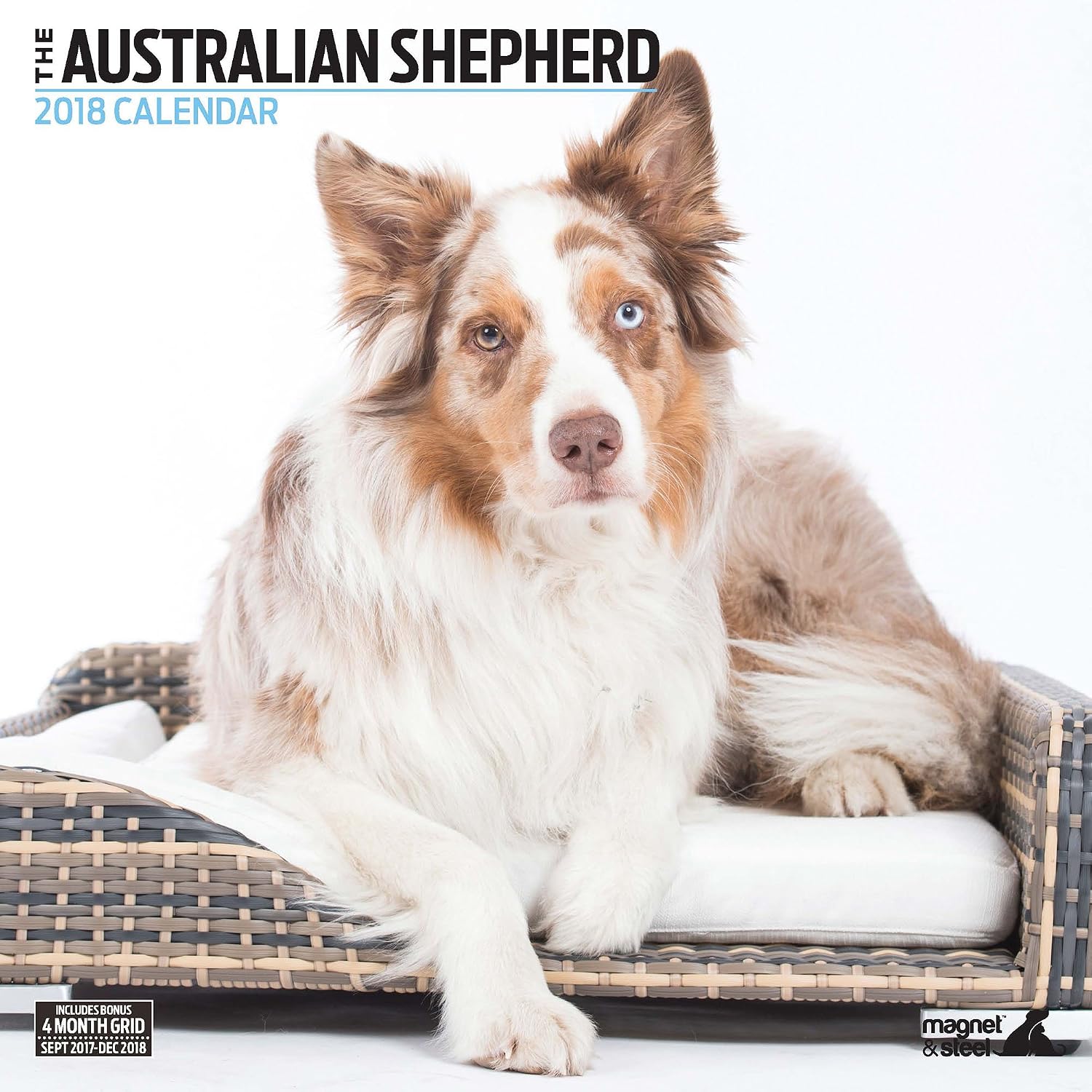 Australian Shepherd 2018 Moderner Wand-Kalender : Amazon.de: Bürobedarf ...