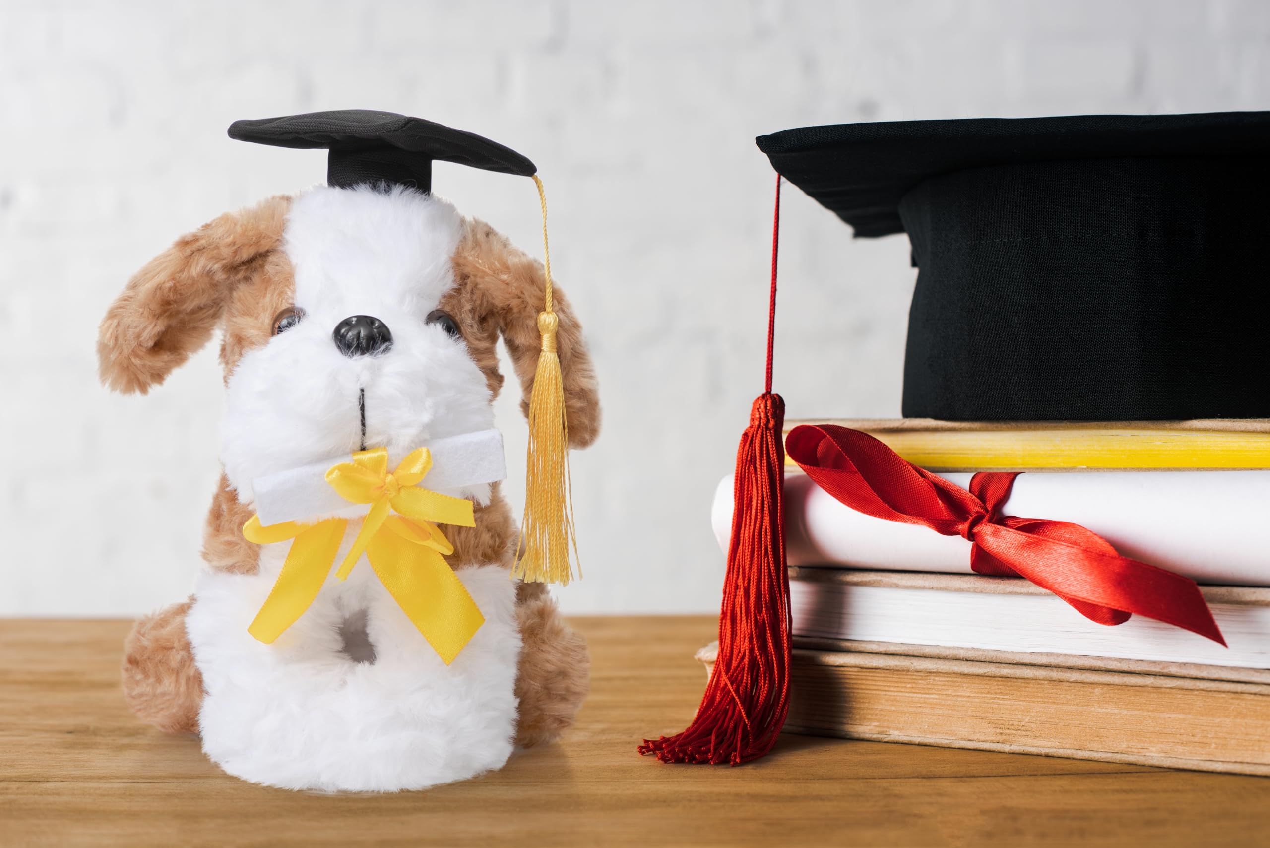 Dog Graduation Certificates Dog Training Certificate Template,