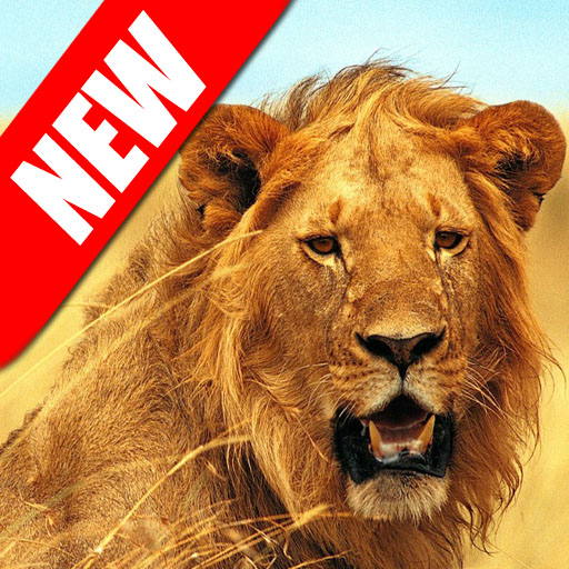 Wild Lion Attack Simulator 3D - App on the Amazon Appstore