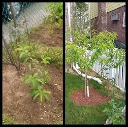 Amazon.com : Red Haven Dwarf Peach Tree, Healthy Trees - Bare Root - 1 ...