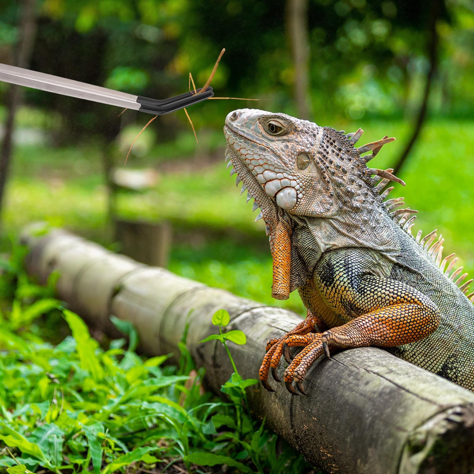 Bearded Dragon Vivarium 15" Aquarium Tweezers, Anti-rust Long ...