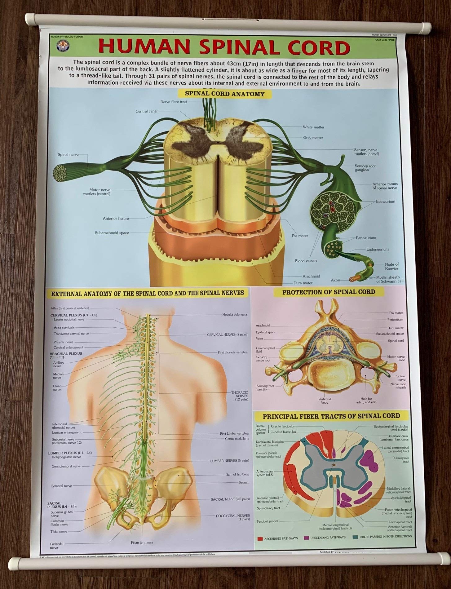 Buy Big Size (39 x 27 Inches) Rollable Rollup Human Spinal Cord Anatomy ...