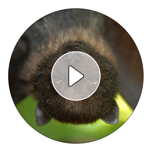 Bat Sounds - App on Amazon Appstore