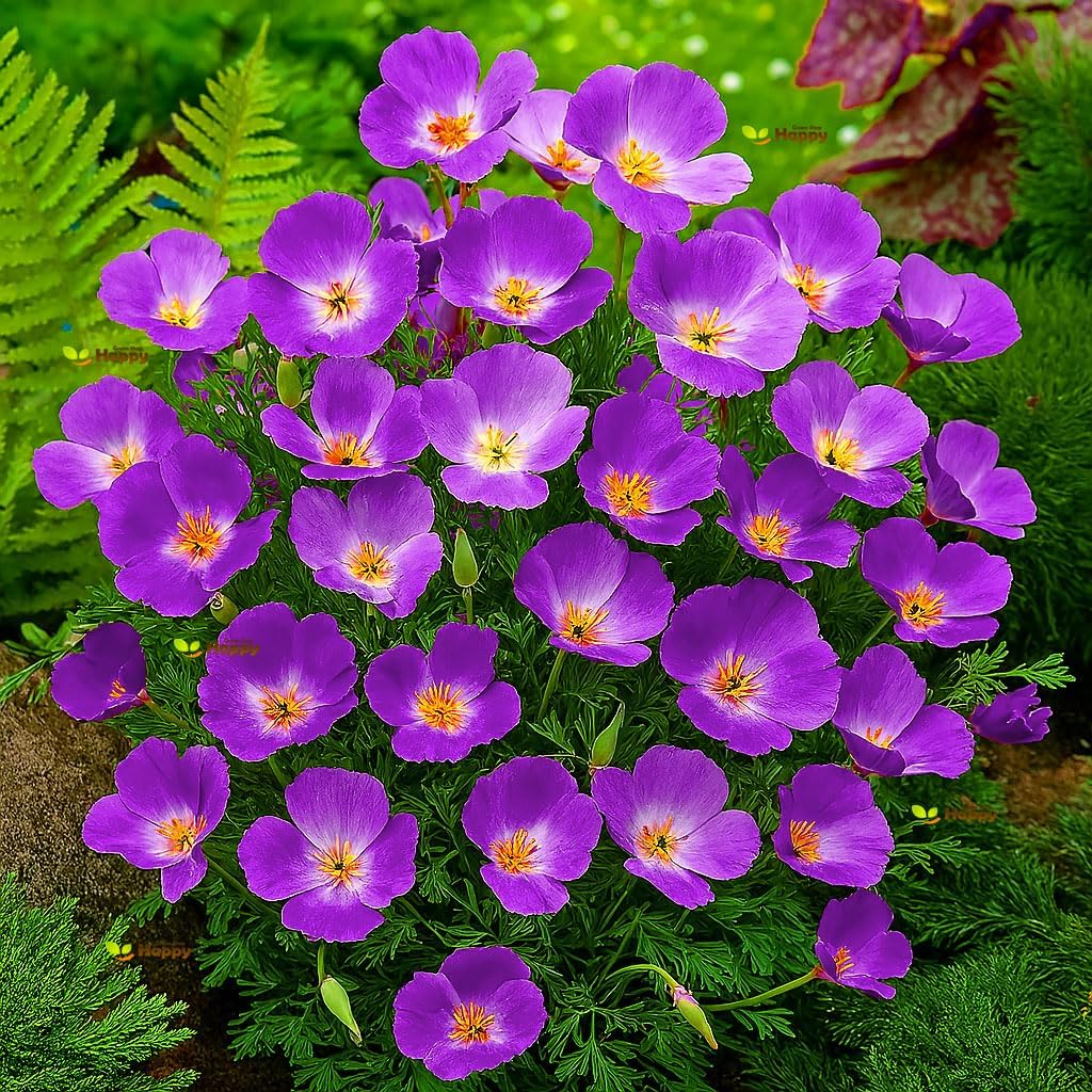 California Poppy Purple Gleam 1100 Seeds + Plant tag + Freebie ...
