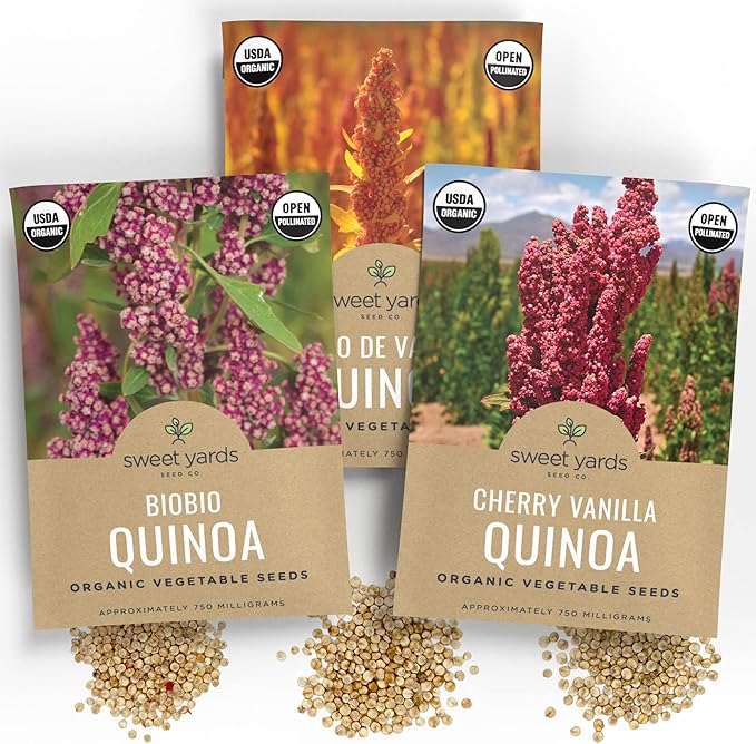 Amazon.com : Organic Quinoa Seeds Home Garden Variety Pack - Non-GMO ...