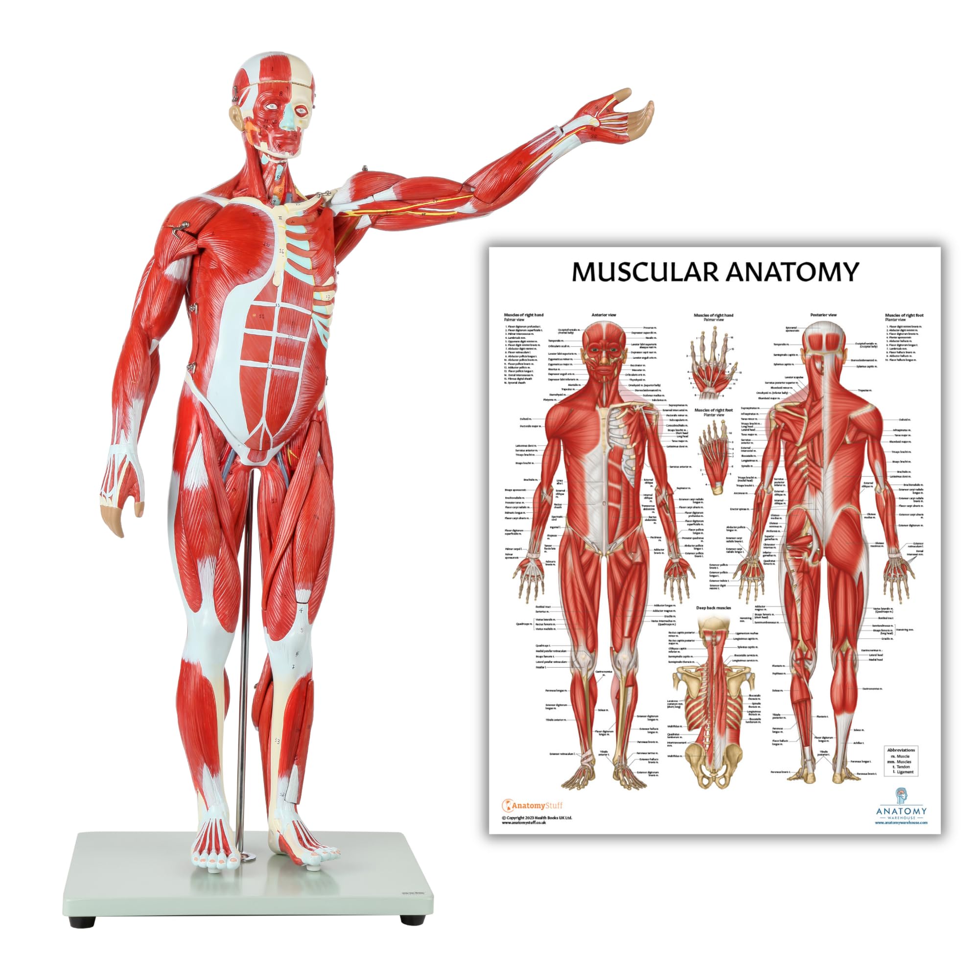Buy Axis Scientific Human Muscle and Organ Model, 27-Part Half Life ...