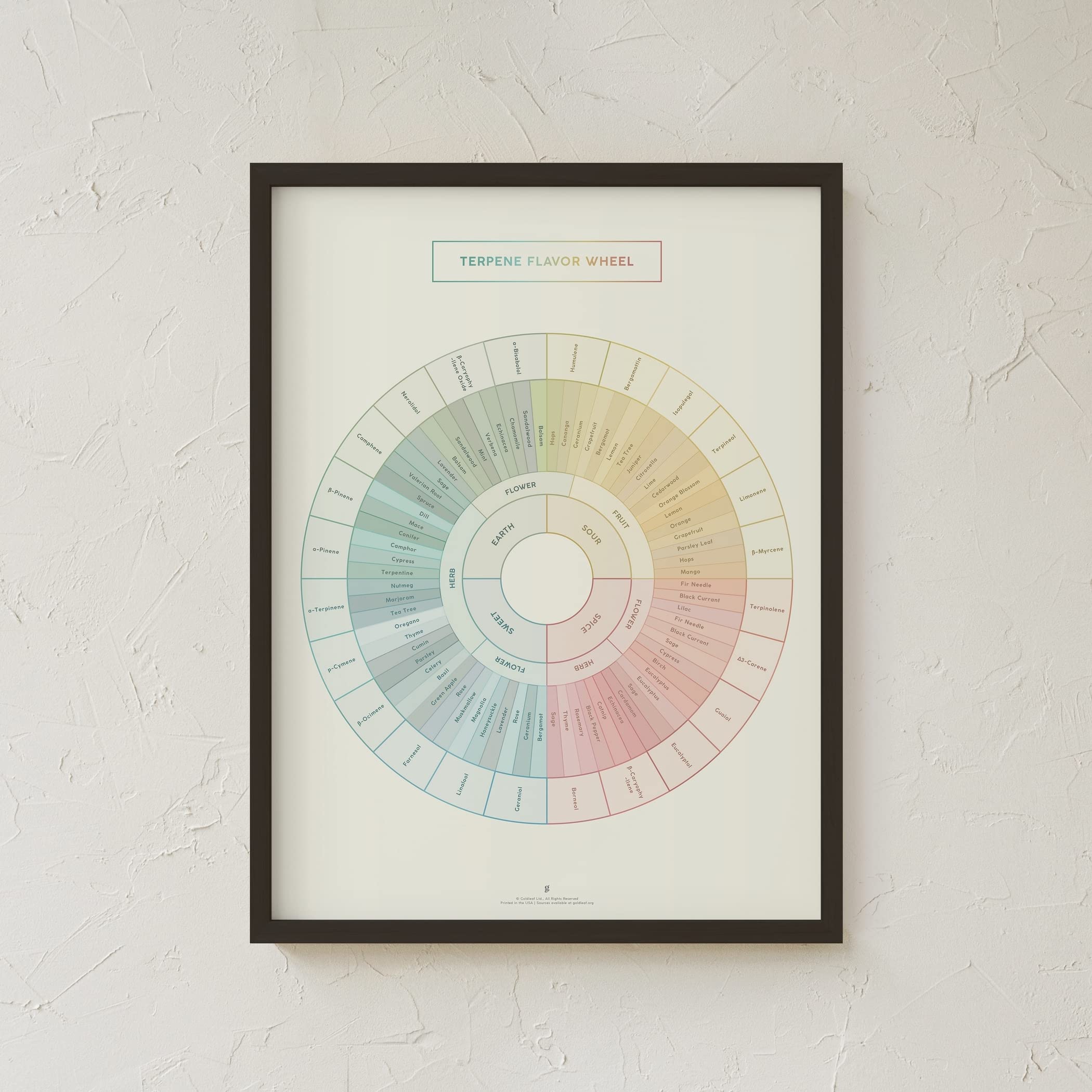 Medicinal Herb Flavor Wheel Herbs To Forage In The Spring, Part 2 Is