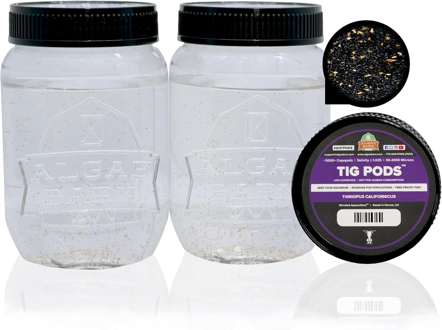 Amazon.com: AlgaeBarn Tig Pods : Live Copepods : Tigriopus californicus ...