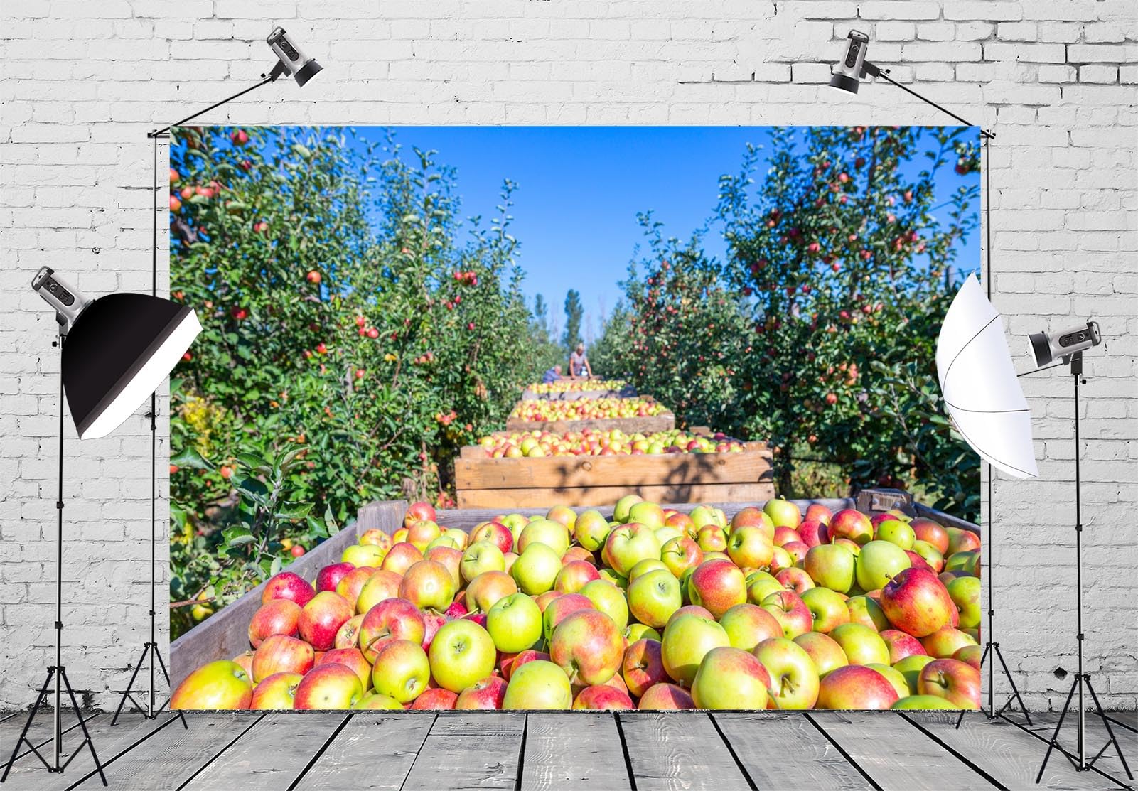 Fall Apple Orchard Wallpaper