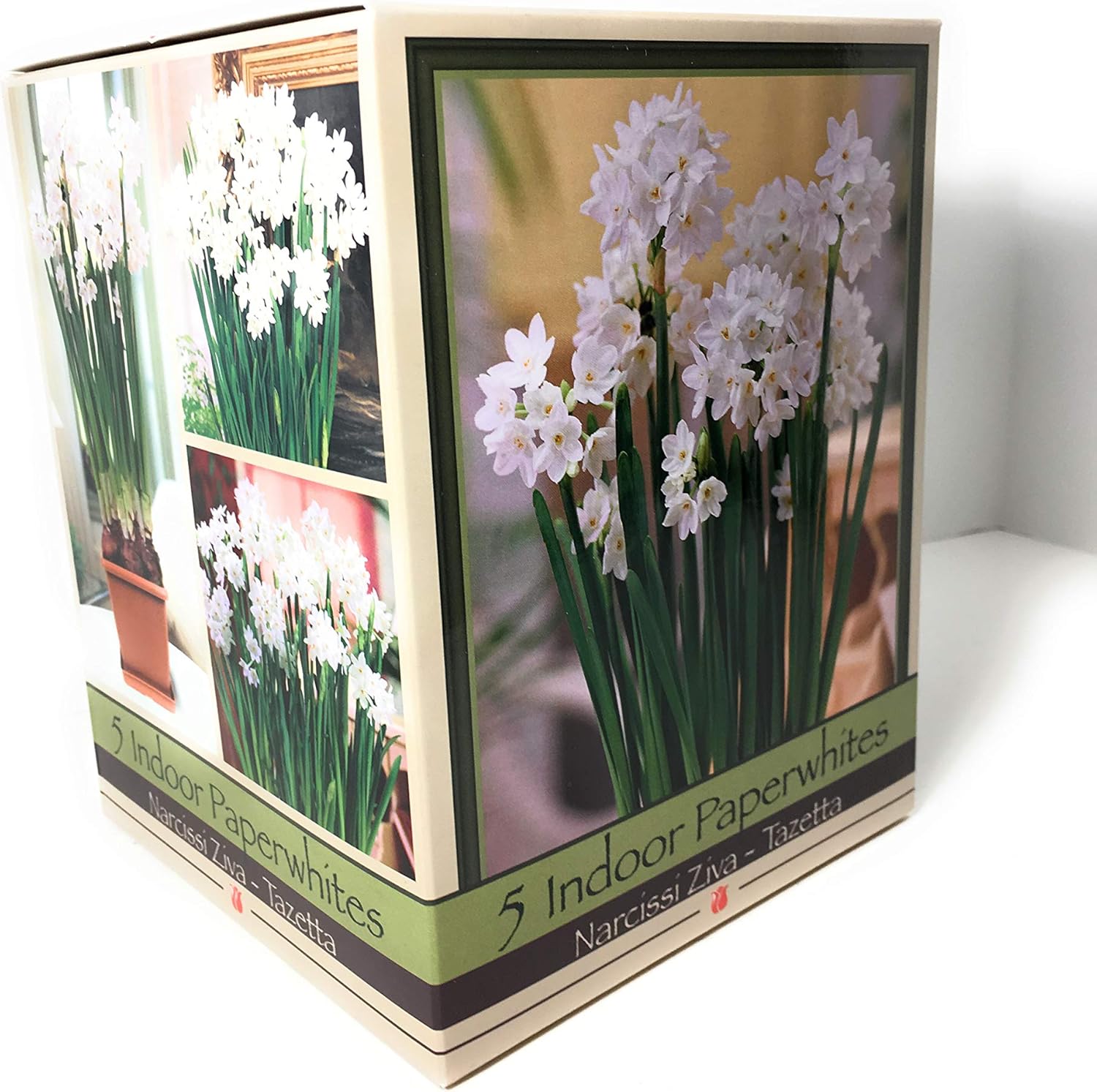 Quaint Paperwhite Growing Kit, Includes 5 Paperwhite Bulbs, a plastic ...