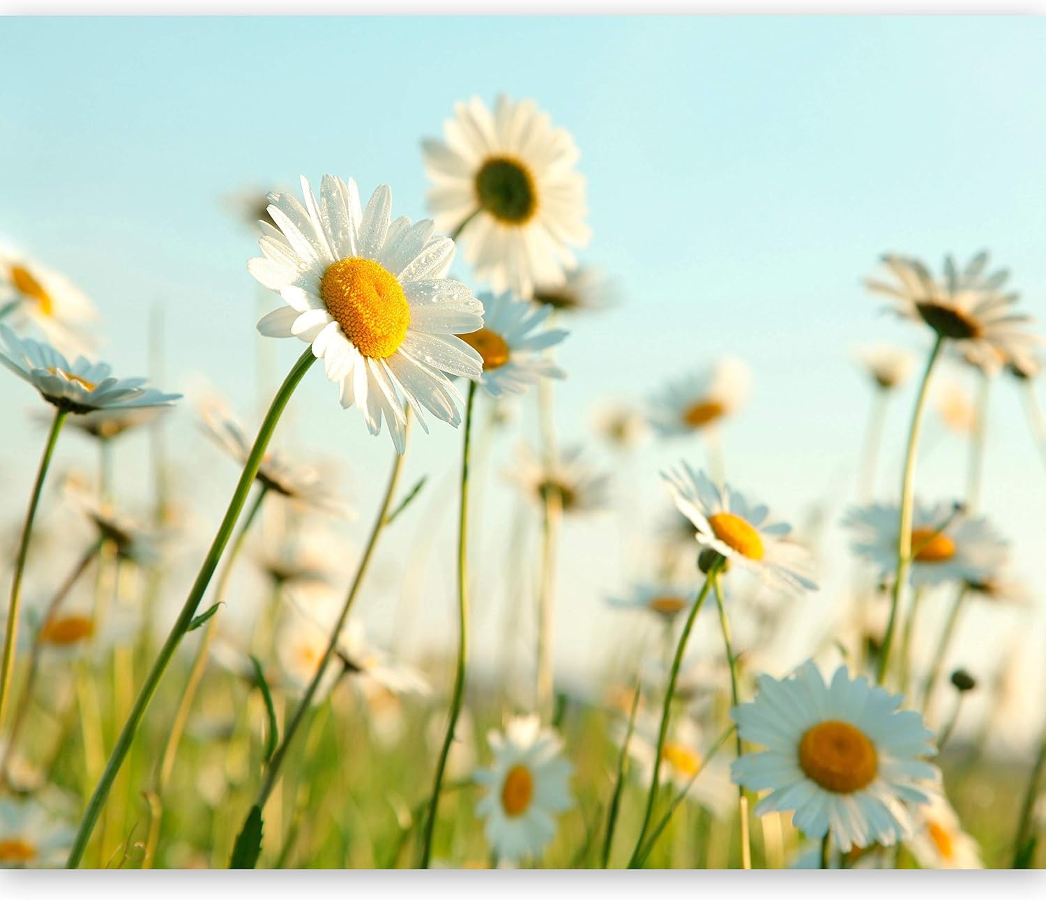 murando Fototapete Margerite 350x270 cm Vlies Tapeten Wandtapete XXL ...