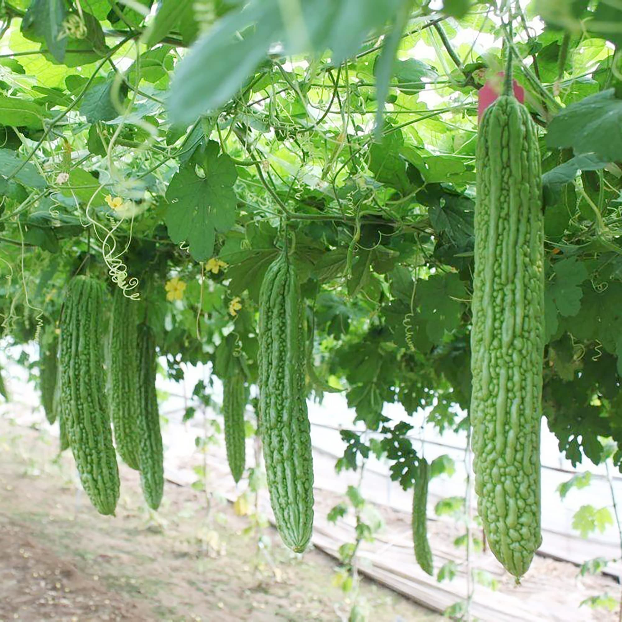 Karela Plant