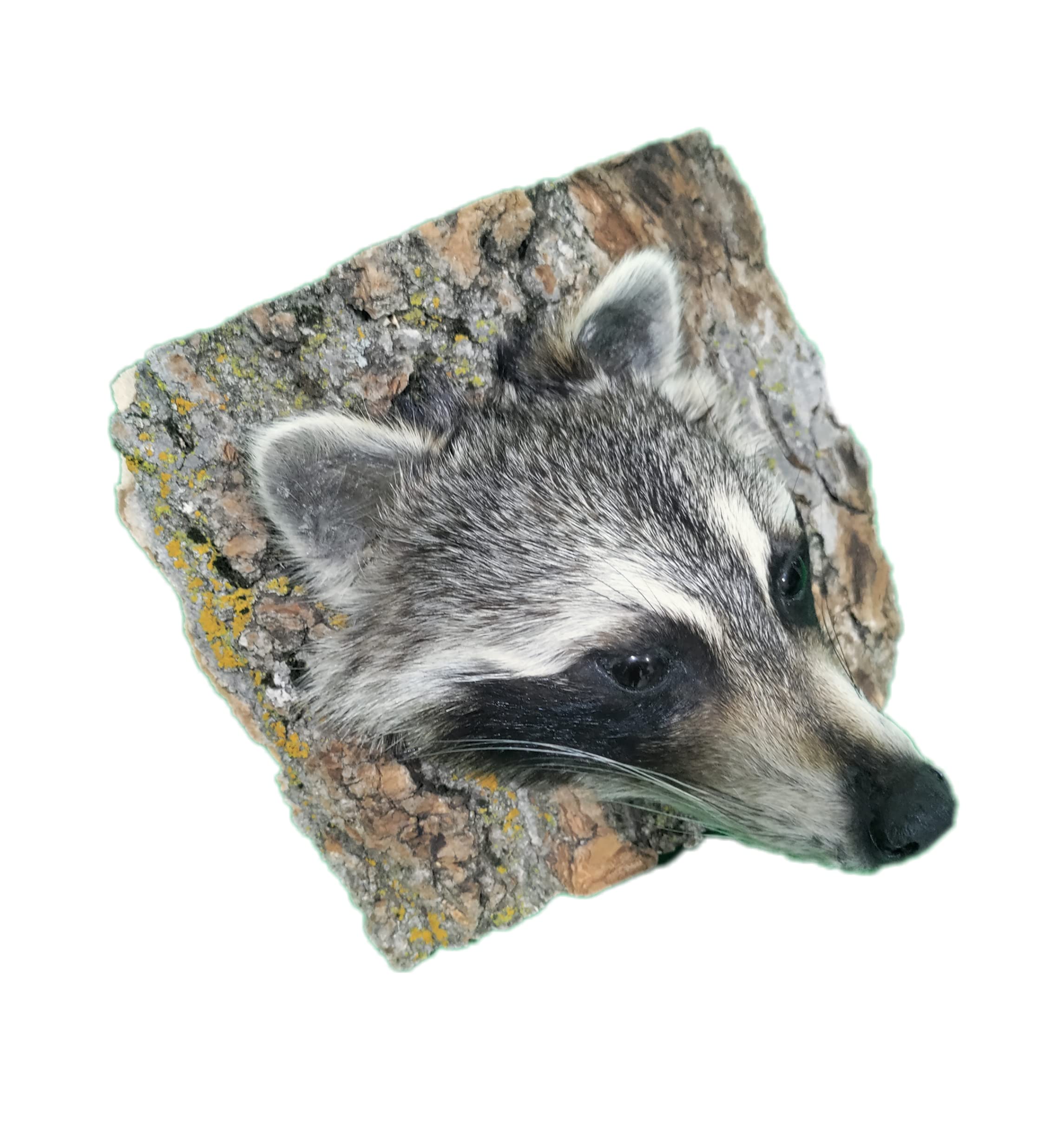 Raccoon Head Taxidermy