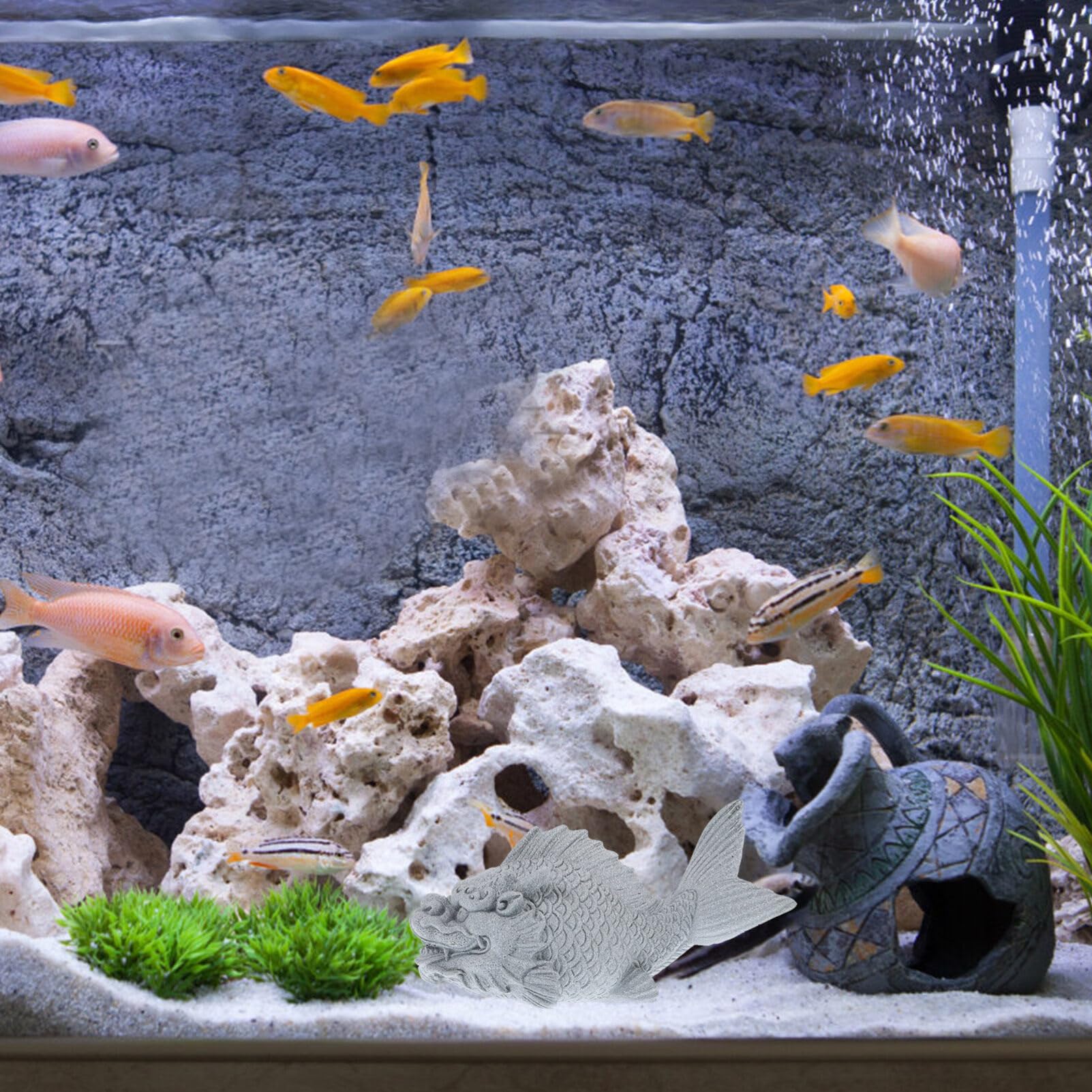 Dragon Fish Aquarium