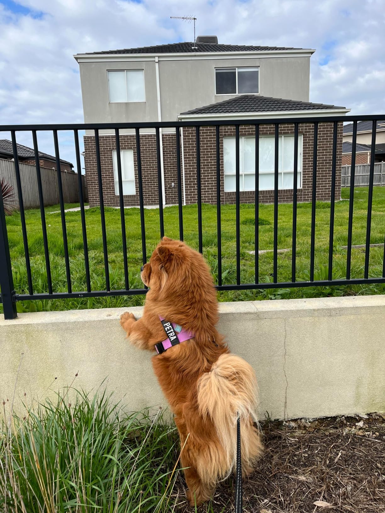 SHELANDY Professional pet Grooming Table with Double leashes and clamp ...