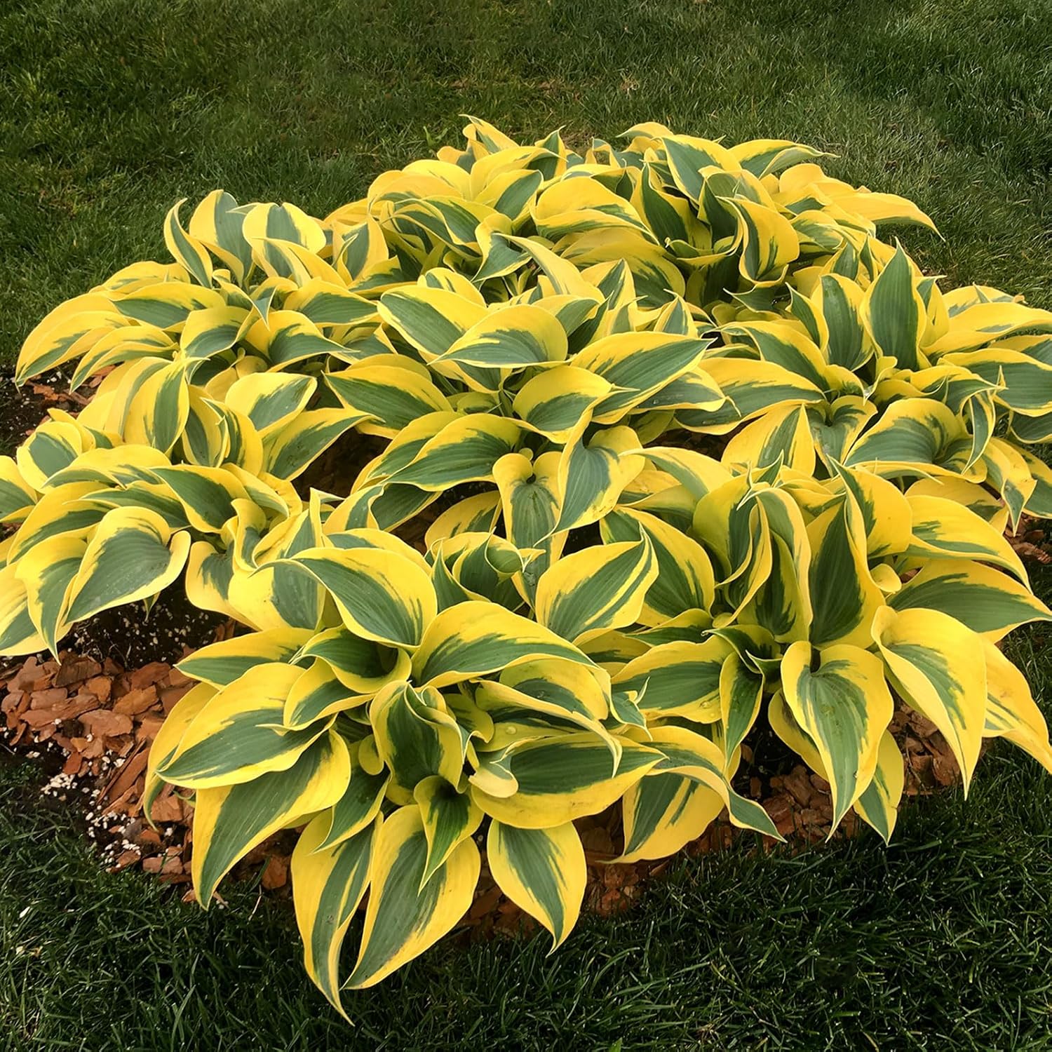 Amazon.com : Floranza Hosta Seeds – 200 Hosta Green Leaves with Bright ...