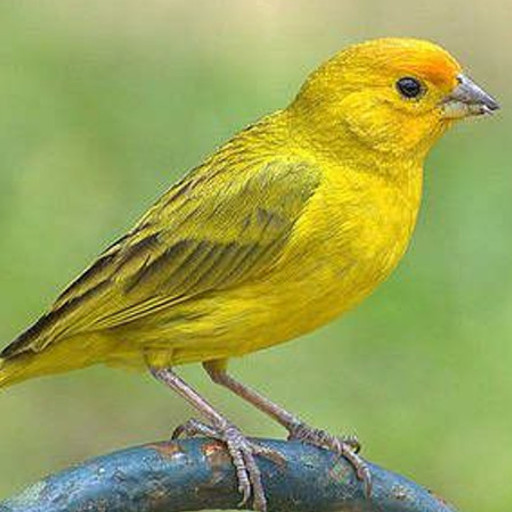 Master Canary:Amazon.in:Appstore for Android