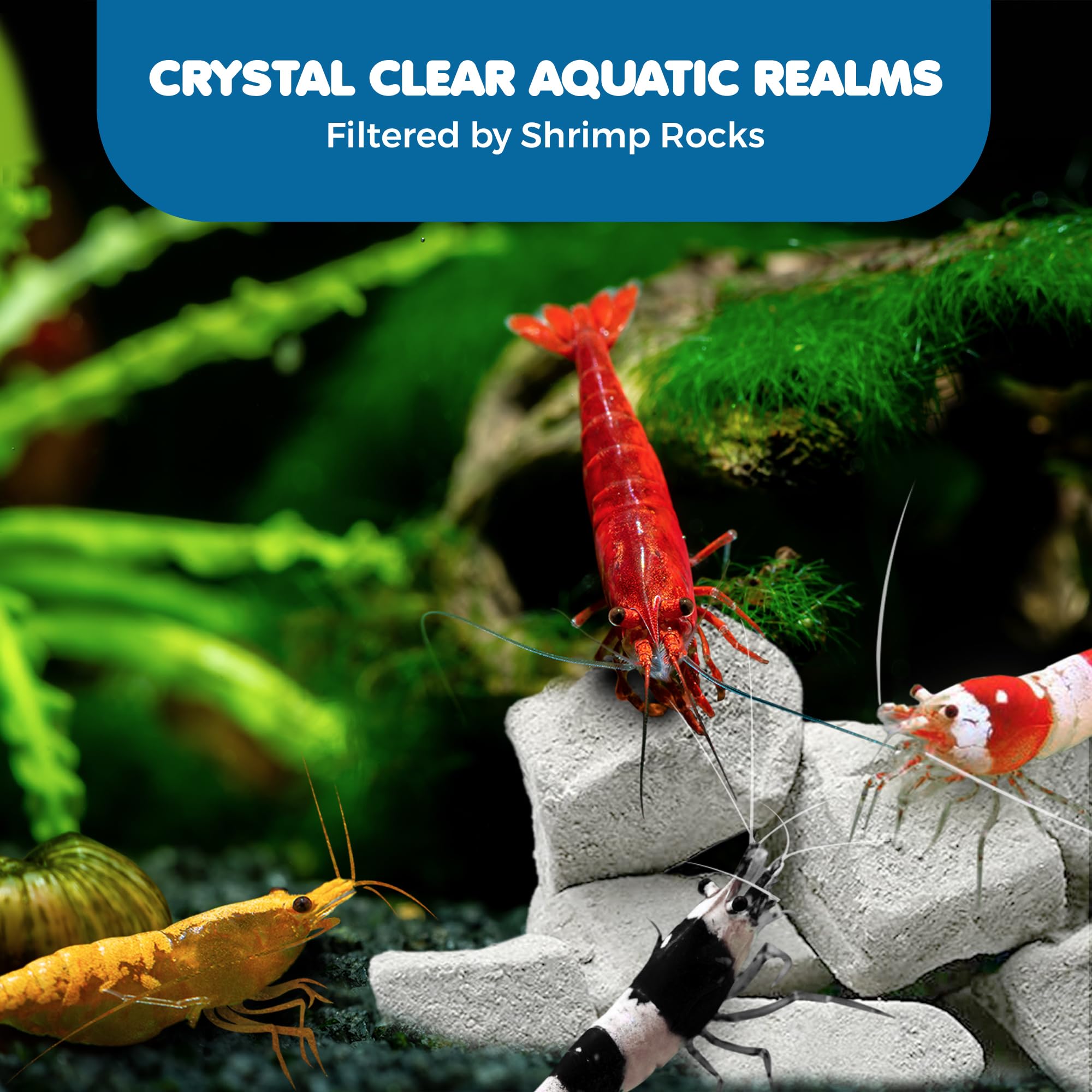 Snapklik.com : Shrimp Rocks For Aquarium, 4-oz. Calcium Stones For ...