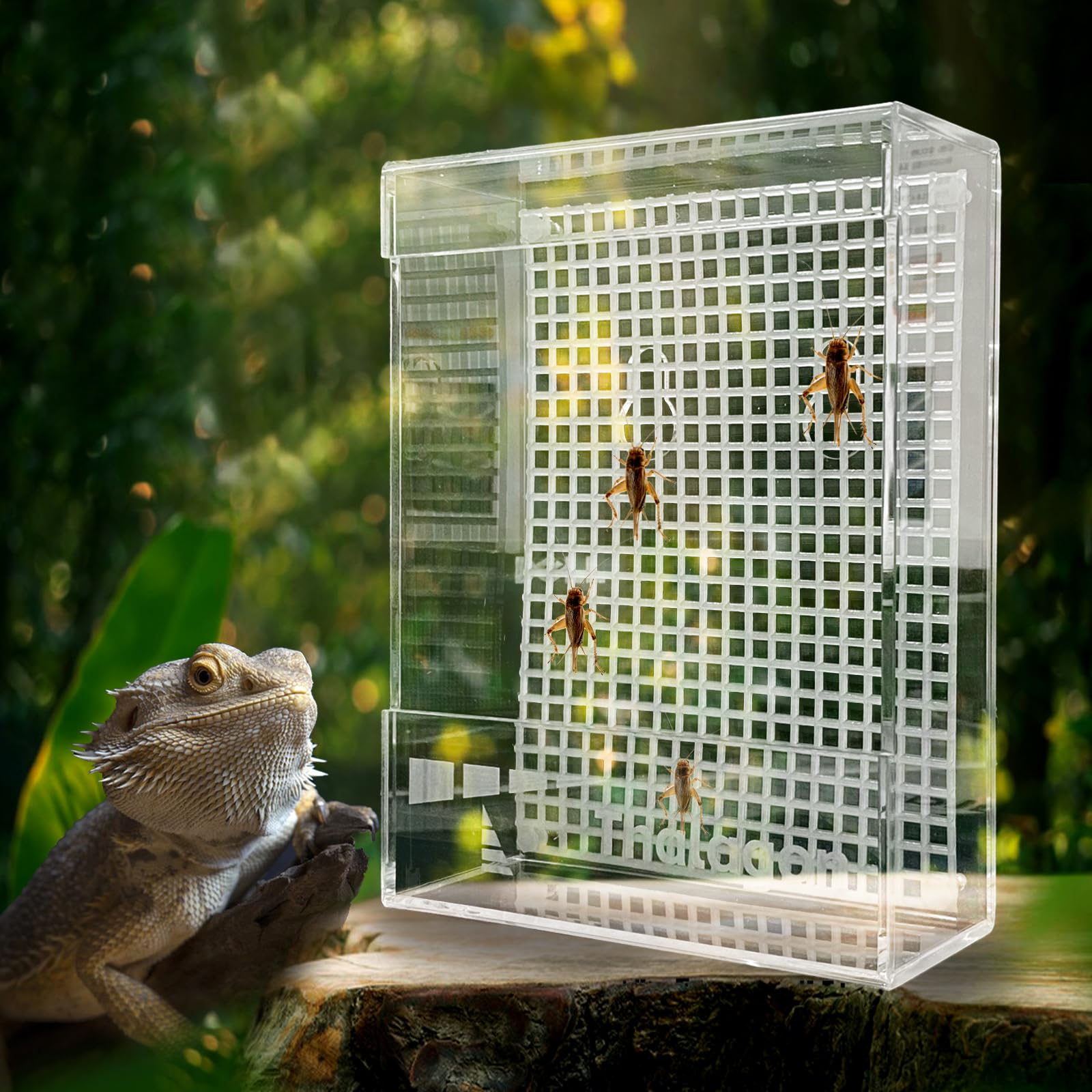 Amazon.com : Bearded Dragon Feeder, Transparentk Acrylic Reptile Feeder ...