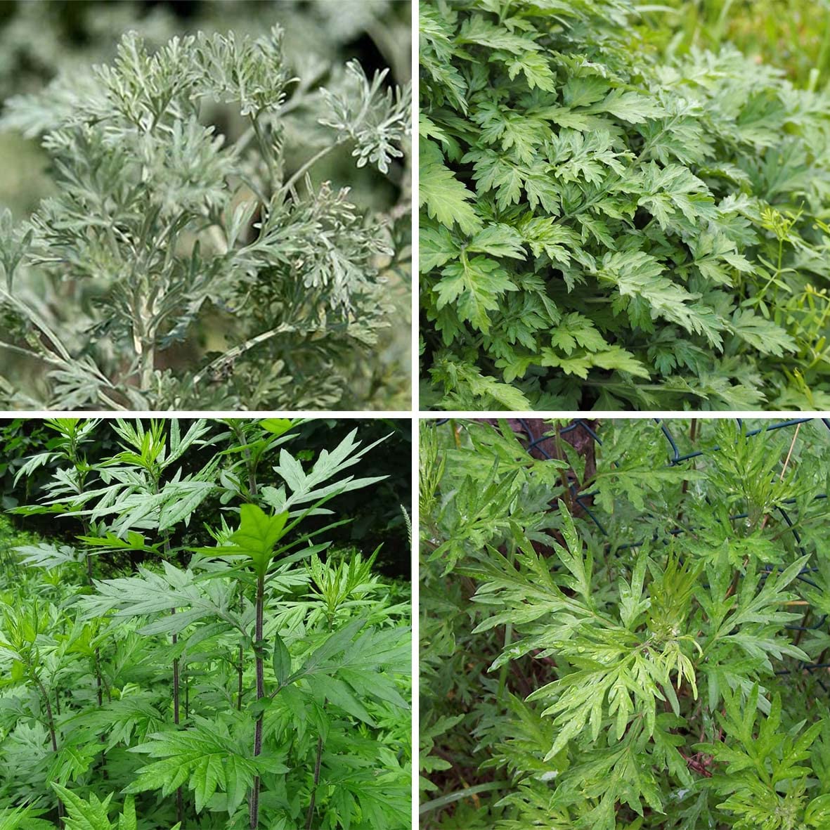 Absinthe - Artemisia Absinthium Herb Seeds, Home Garden Planting by ...