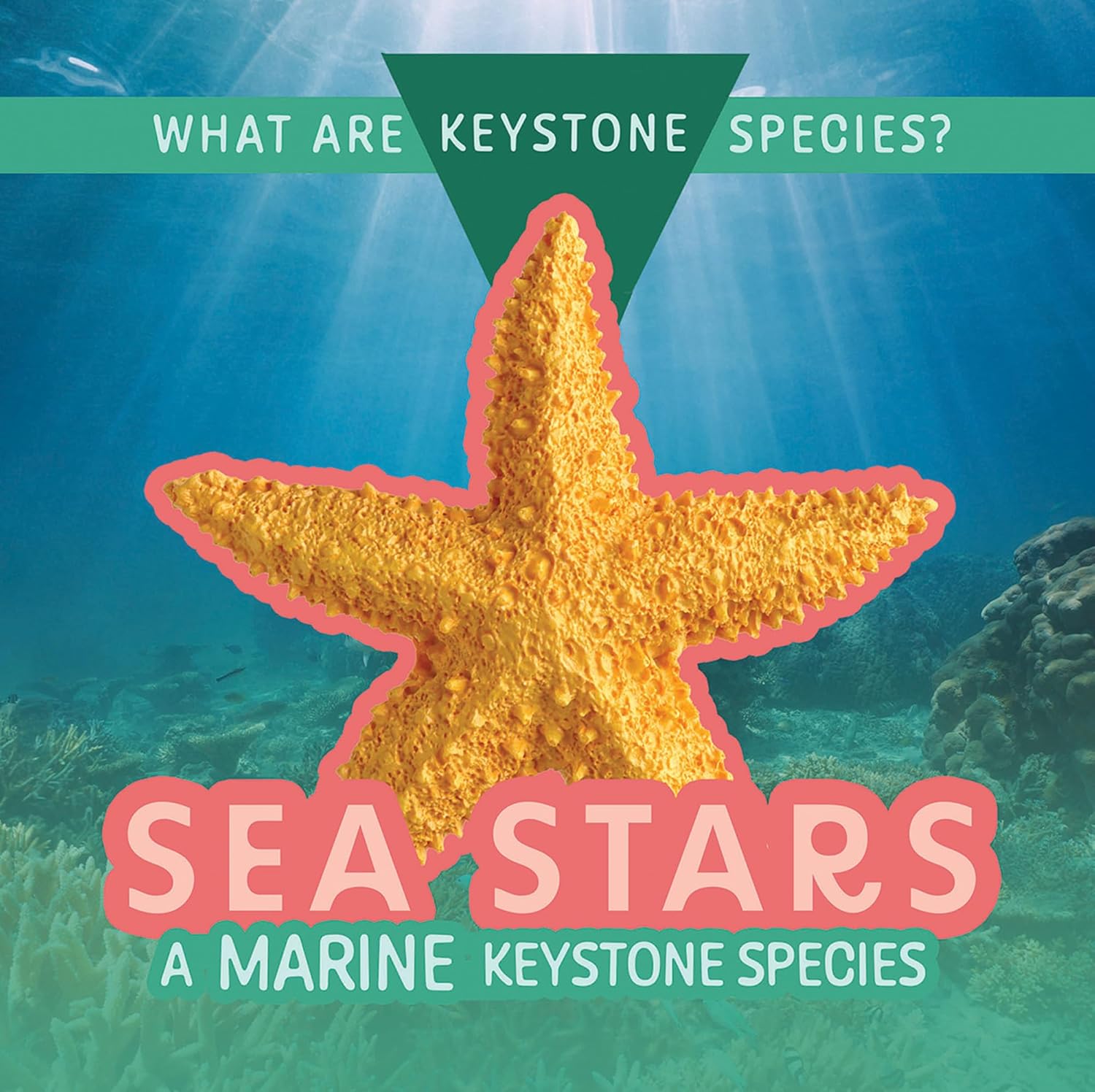Sea Stars: A Marine Keystone Species (What Are Keystone Species ...