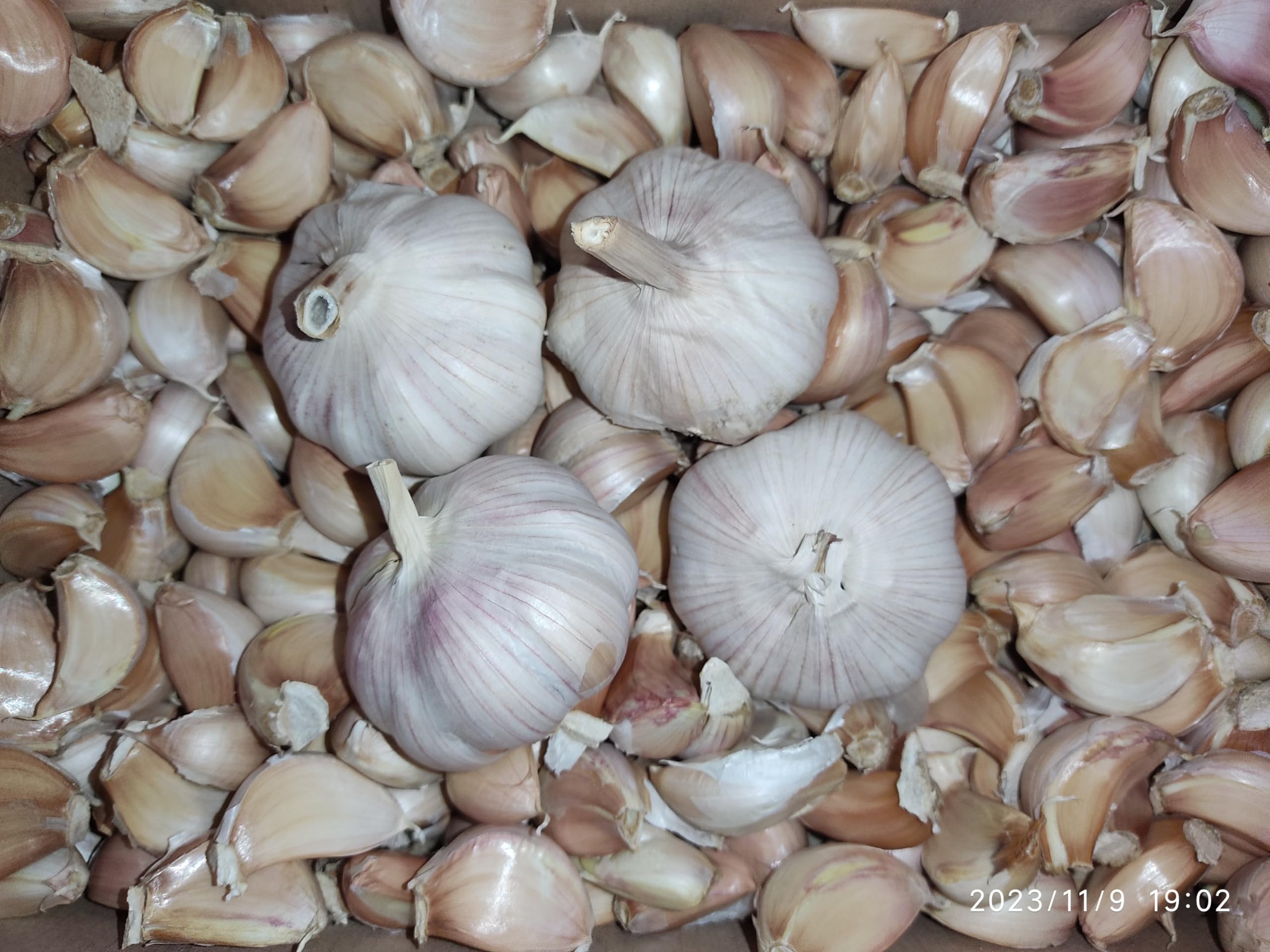 Garlic for Planting UK -UK Garlic 30 Cloves 'Provence Wight' for Large ...