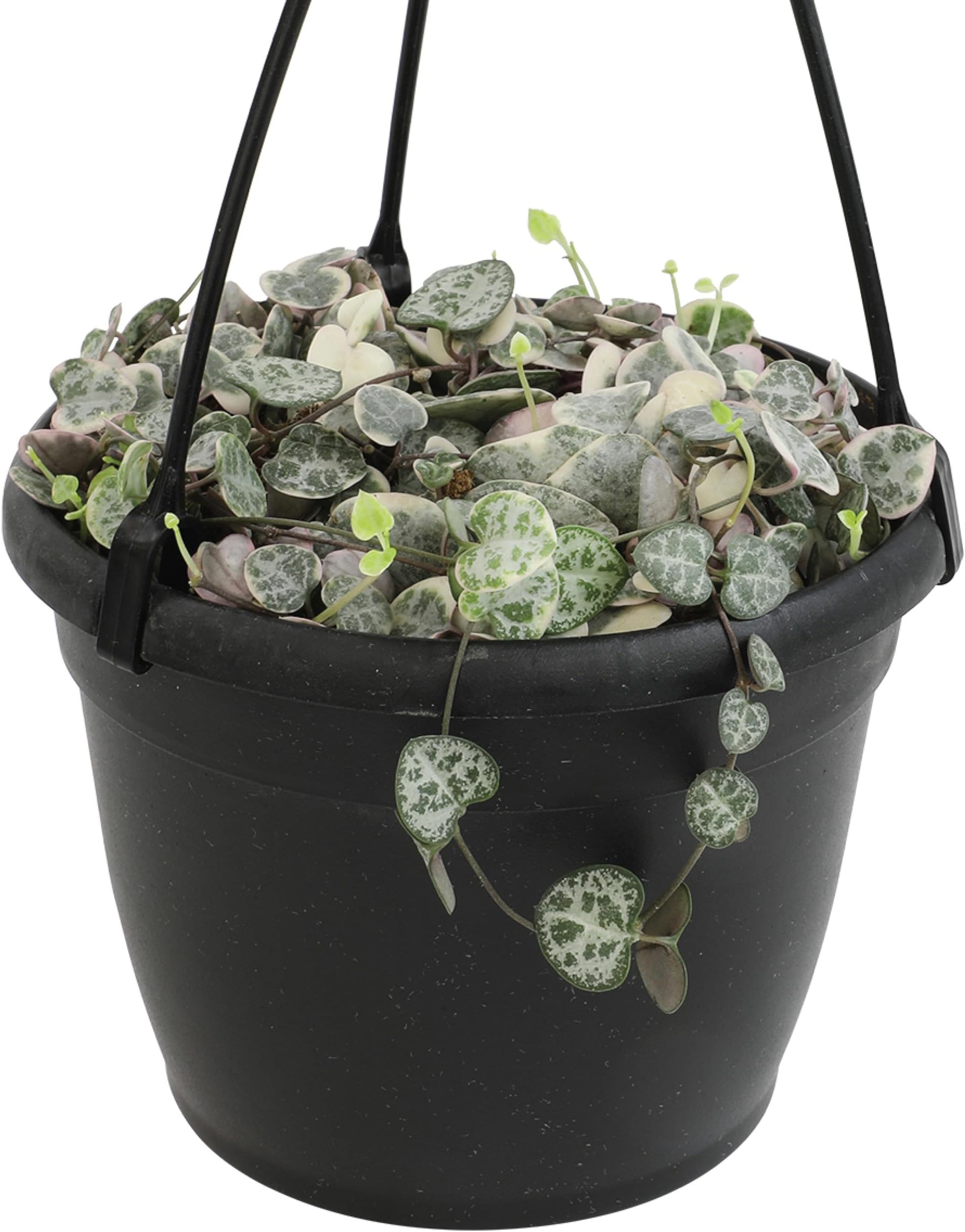 Amazon.com : String of Hearts Succulent Plant, 2" Pot, Variegated ...