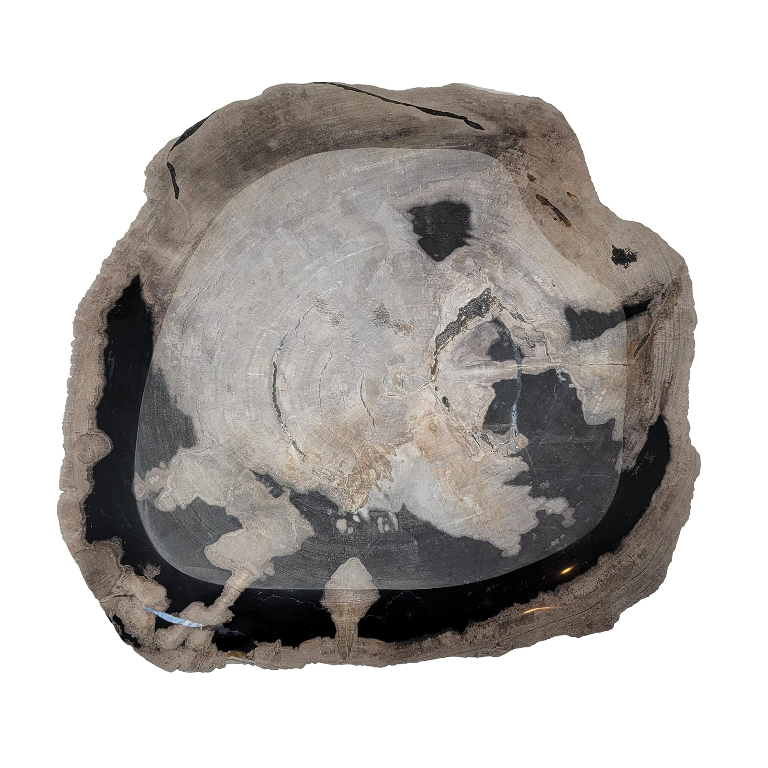 Amazon.com: Large 17 in Petrified Wood Stone Tray Centerpiece Plate ...