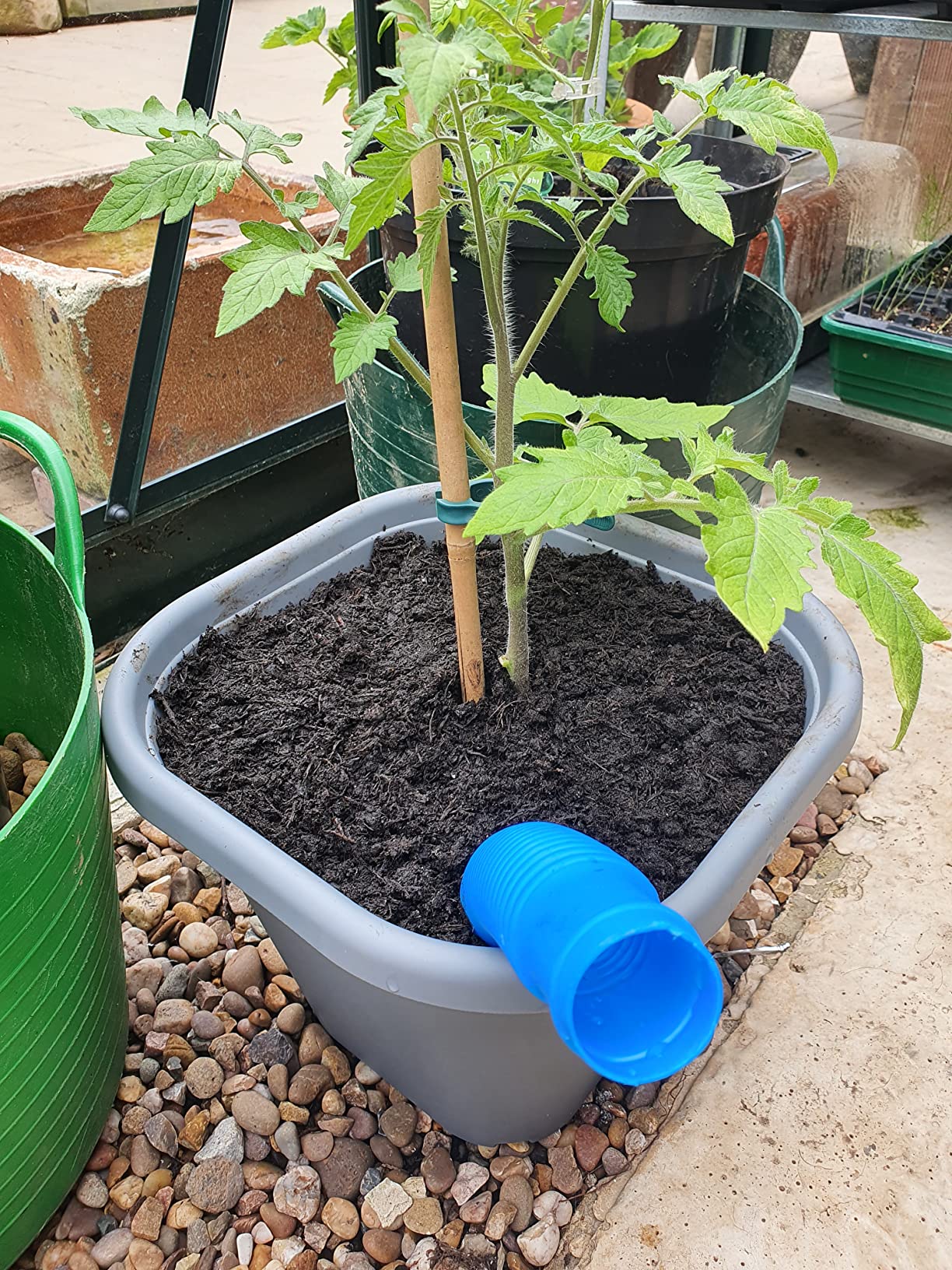 Clever Pots 461500 Tomato Planter, Self Watering Tomato Planter with ...